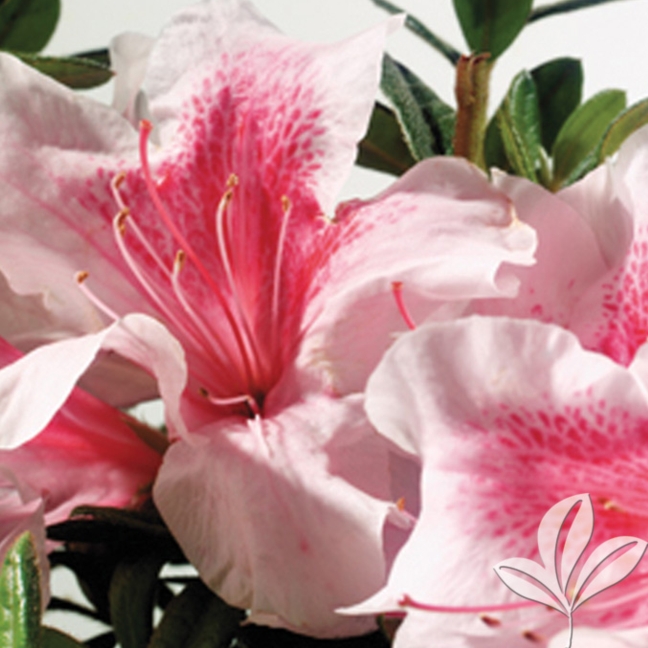 AZALEA ENCORE® chiffon™ – Covingtons