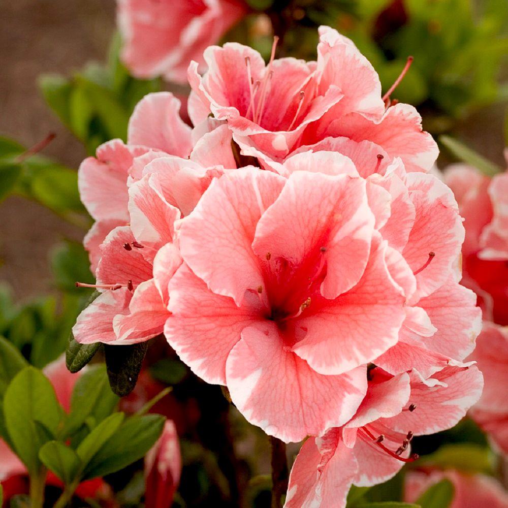 AZALEA ENCORE® coral™ – Covingtons