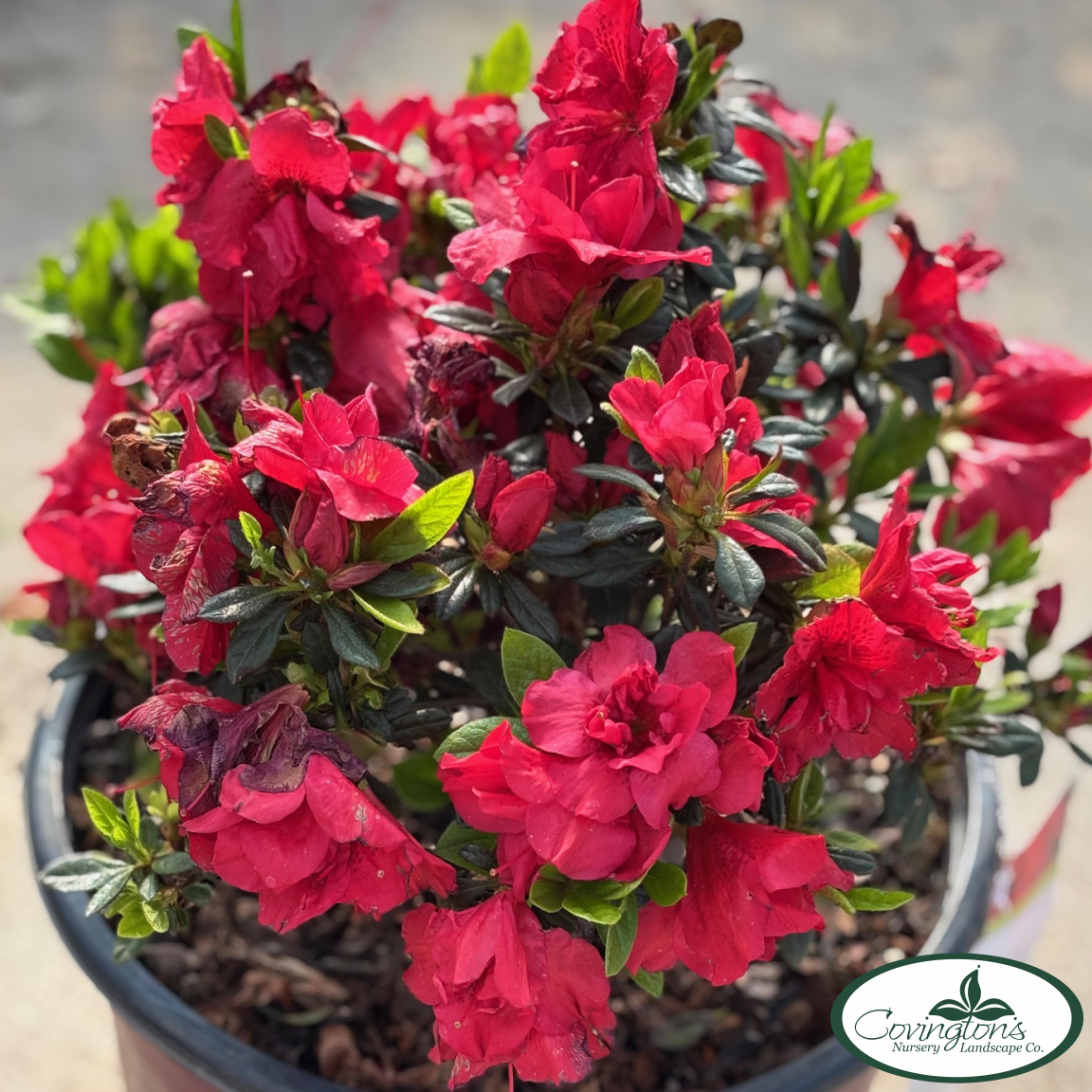 AZALEA ENCORE® fire™ – Covingtons