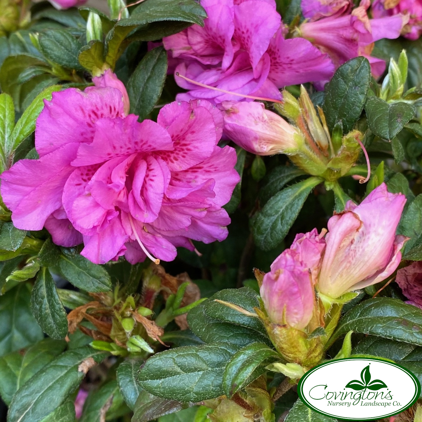 AZALEA ENCORE® majesty™ – Covingtons