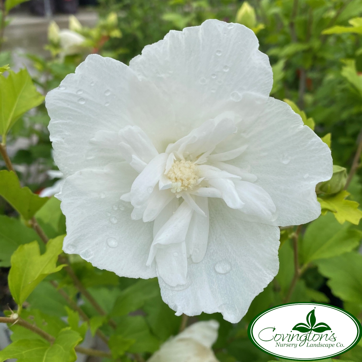 ALTHEA white chiffon™ std. – Covingtons