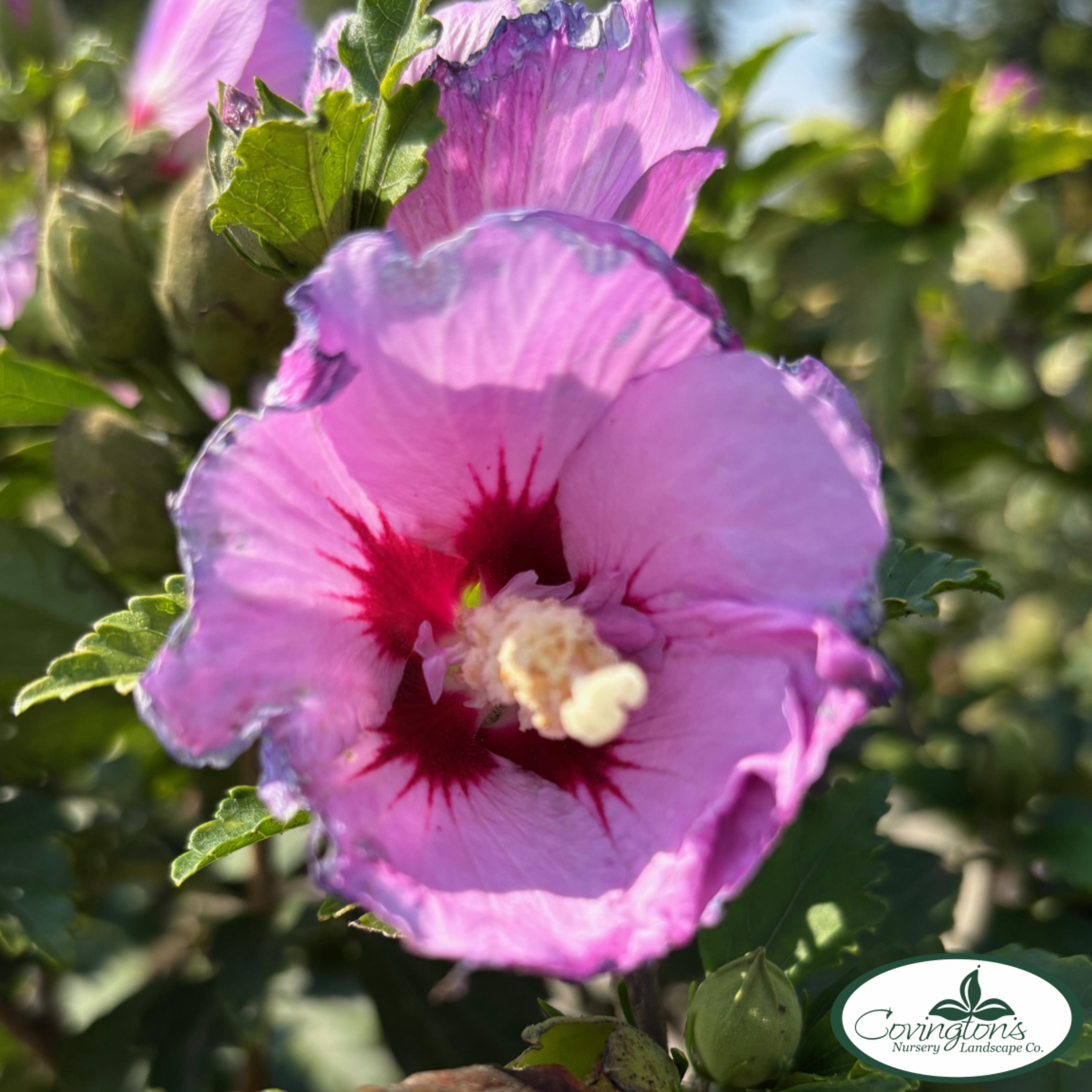 ALTHEA woodbridge patio tree – Covingtons