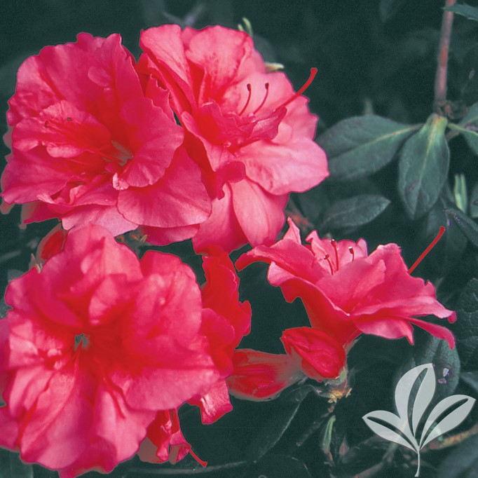 AZALEA ENCORE® rouge™ – Covingtons