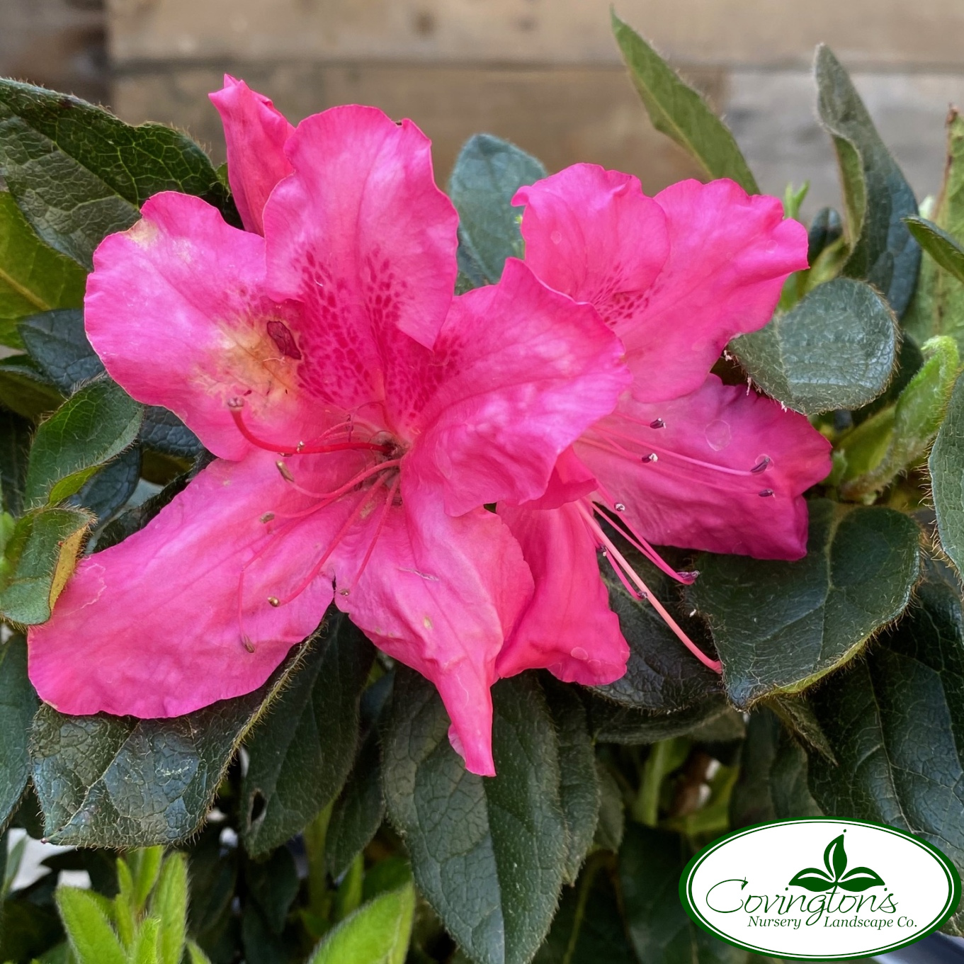 AZALEA ENCORE® sangria™ – Covingtons