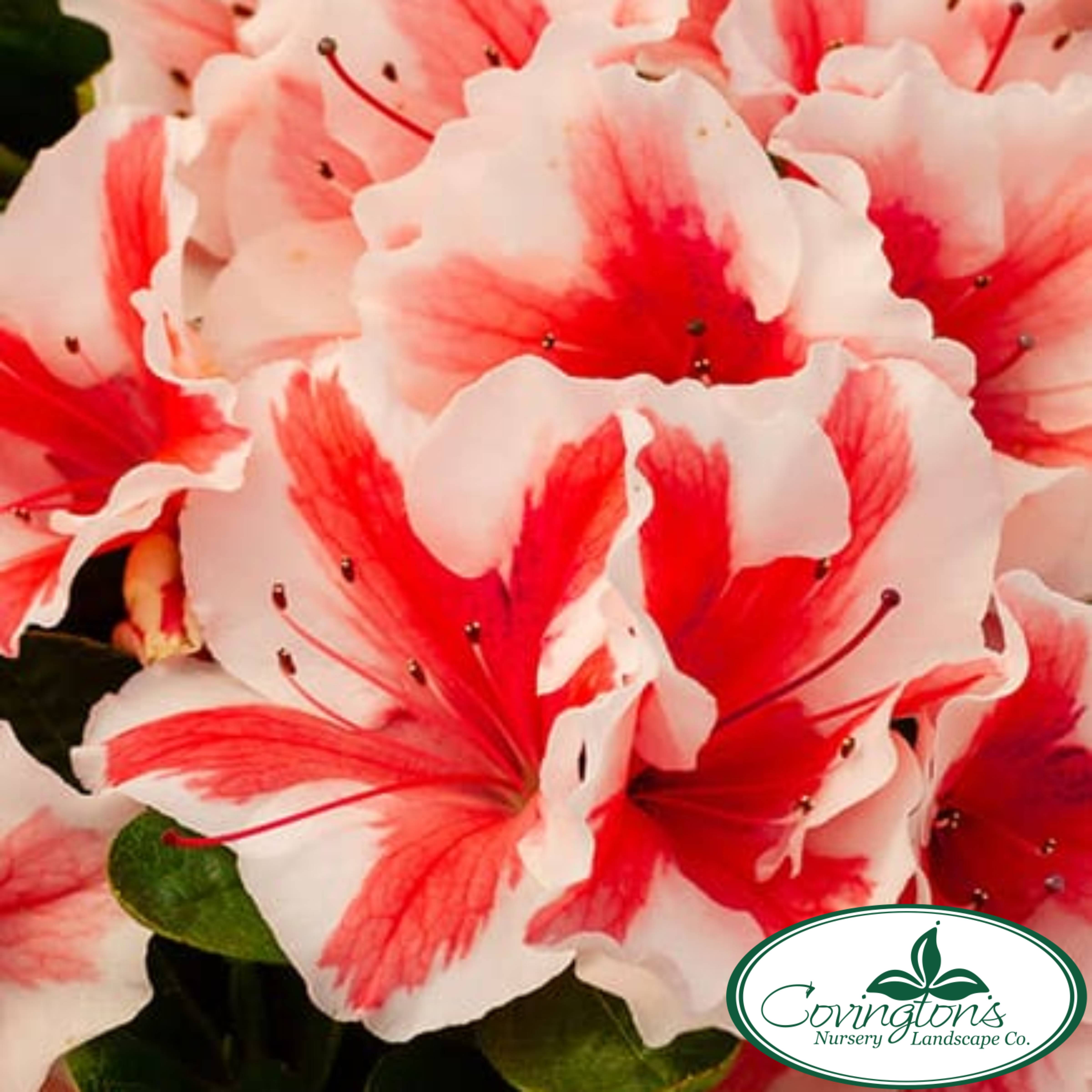AZALEA ENCORE® starbust™ – Covingtons