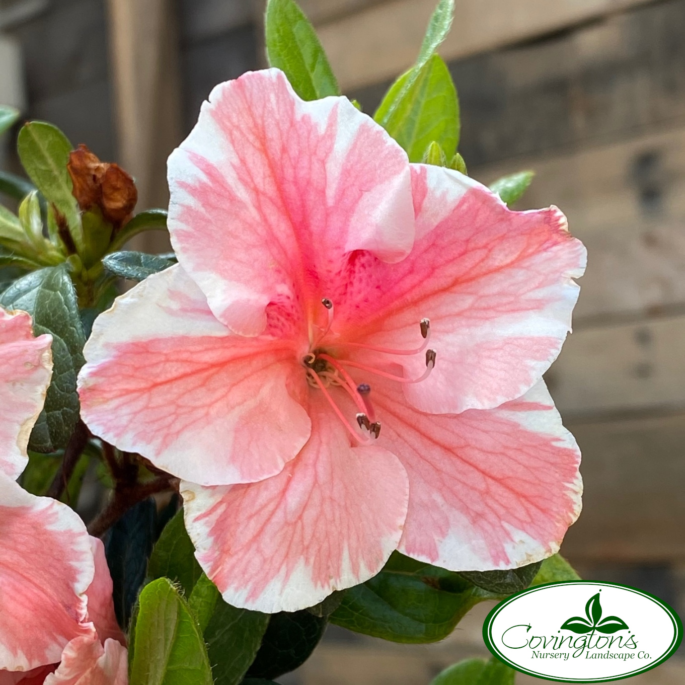 AZALEA ENCORE® sunburst – Covingtons