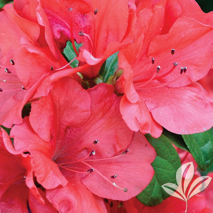 AZALEA ENCORE® sunset™ – Covingtons