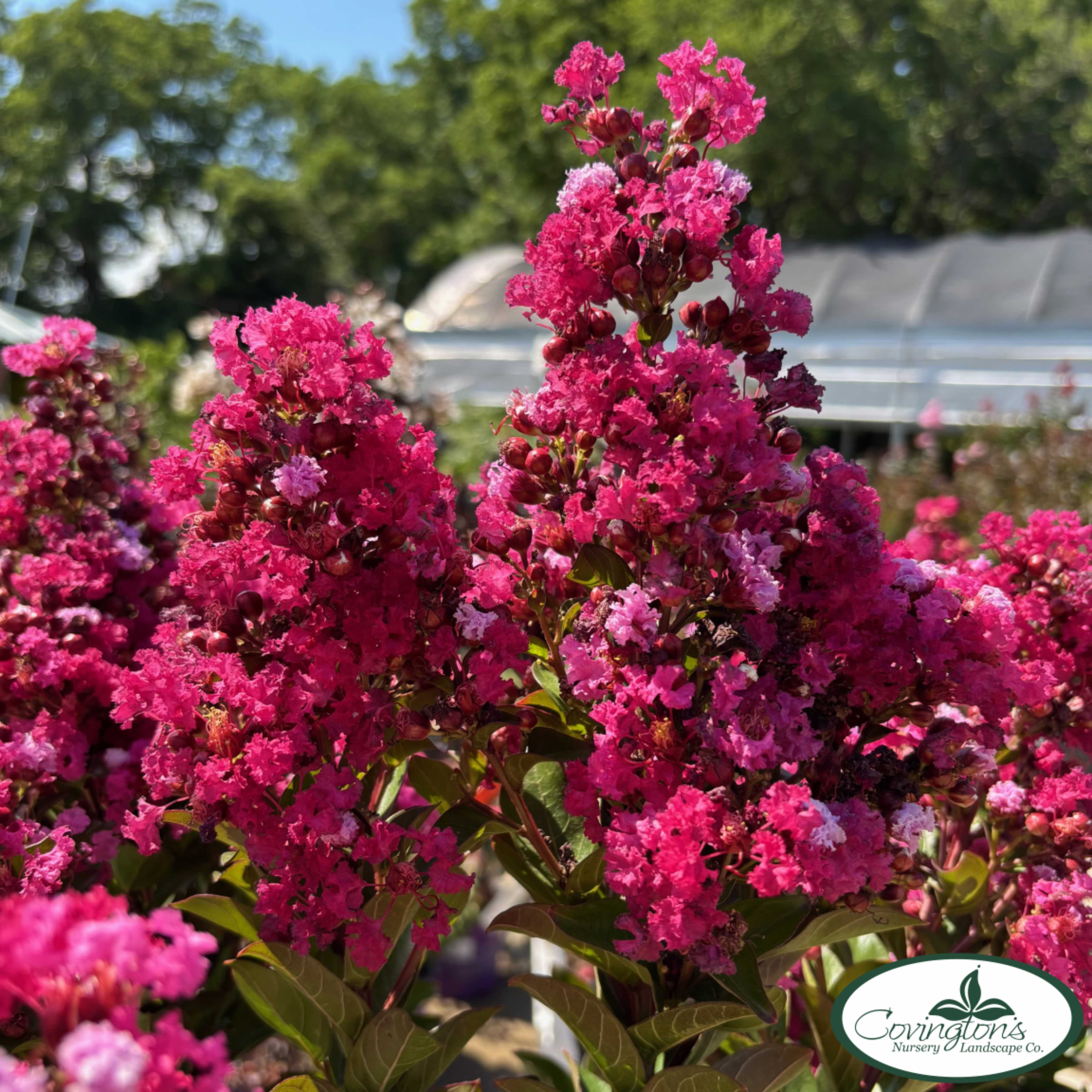 CRAPE MYRTLE summer straw. std – Covingtons
