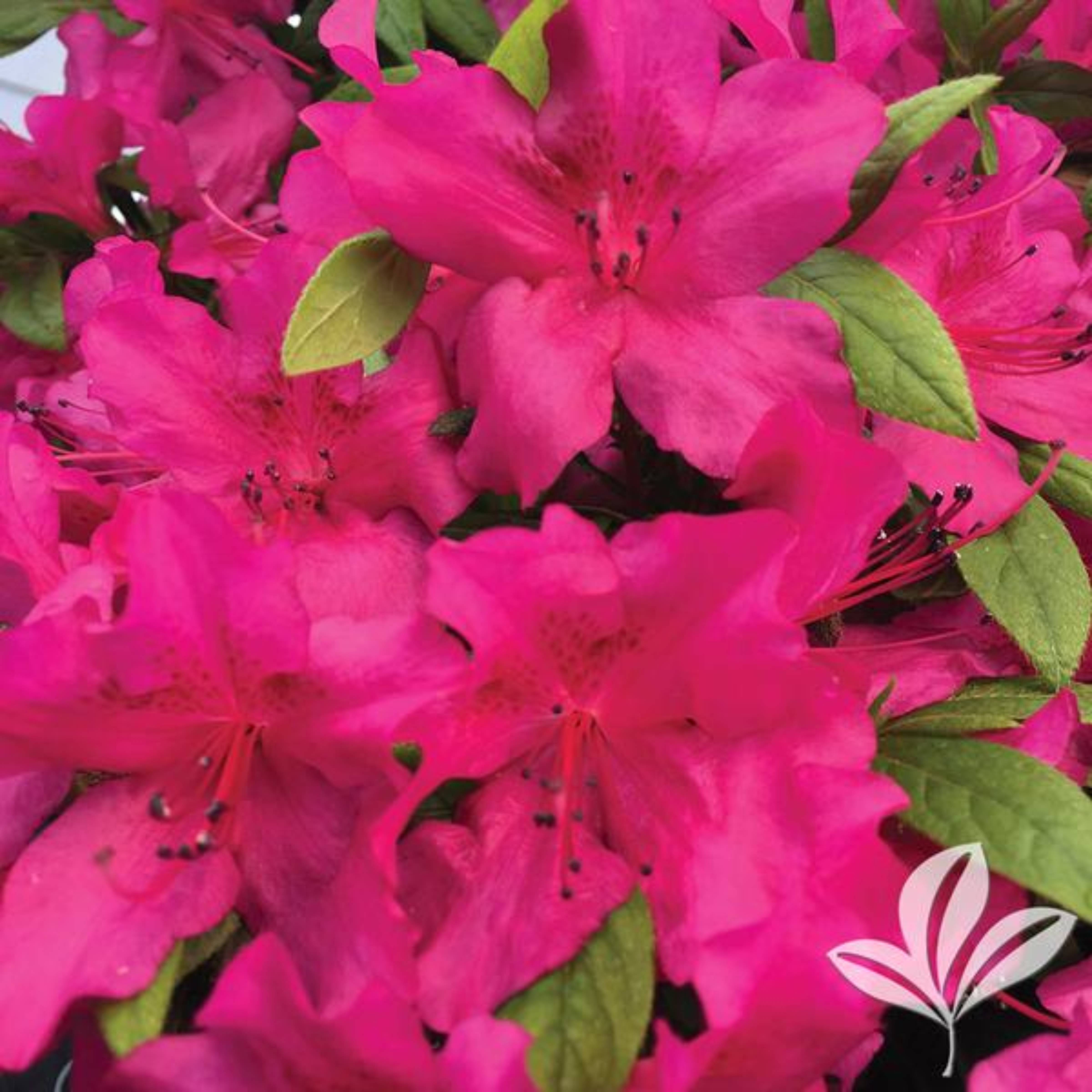 AZALEA REBLOOM purple spectac. – Covingtons