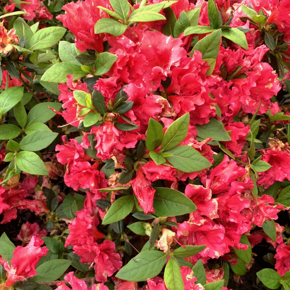 AZALEA red ruffles – Covingtons
