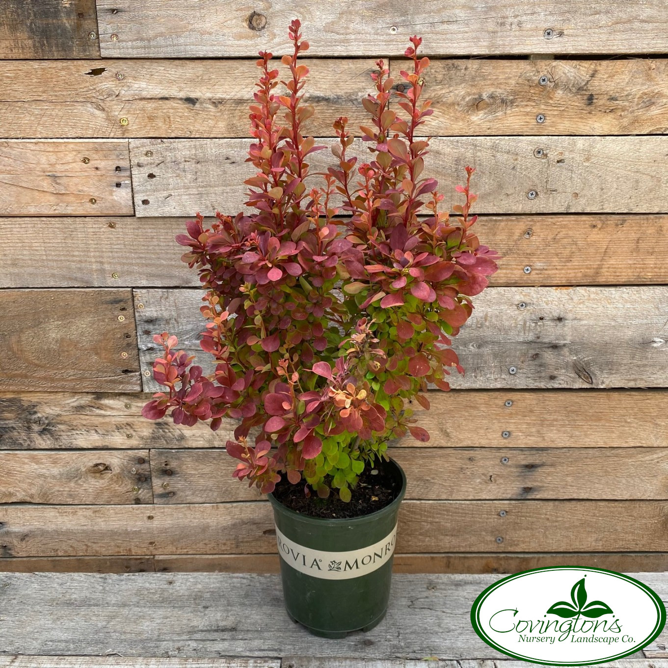 BARBERRY orange rocket – Covingtons