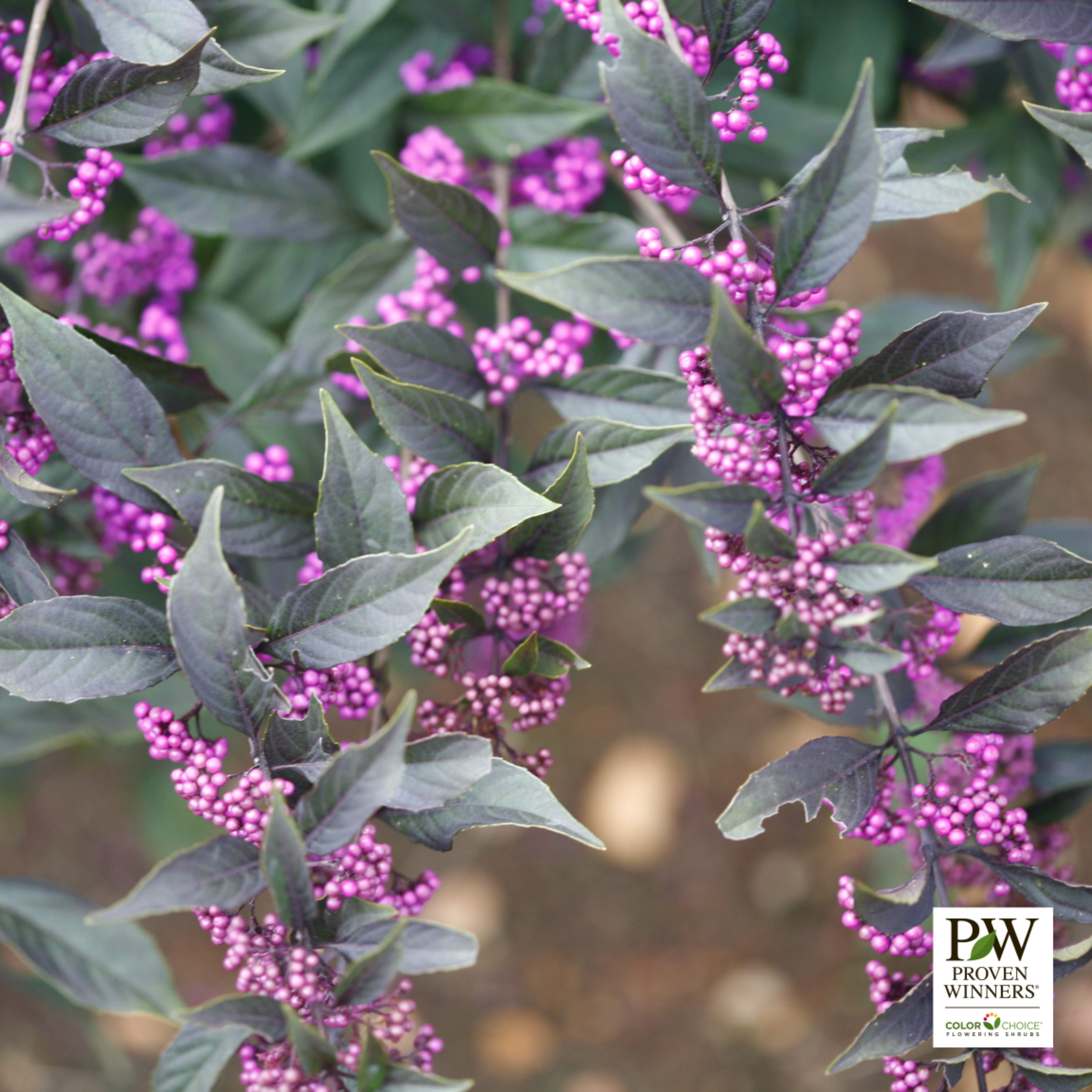 BEAUTYBERRY pearl glam™ – Covingtons