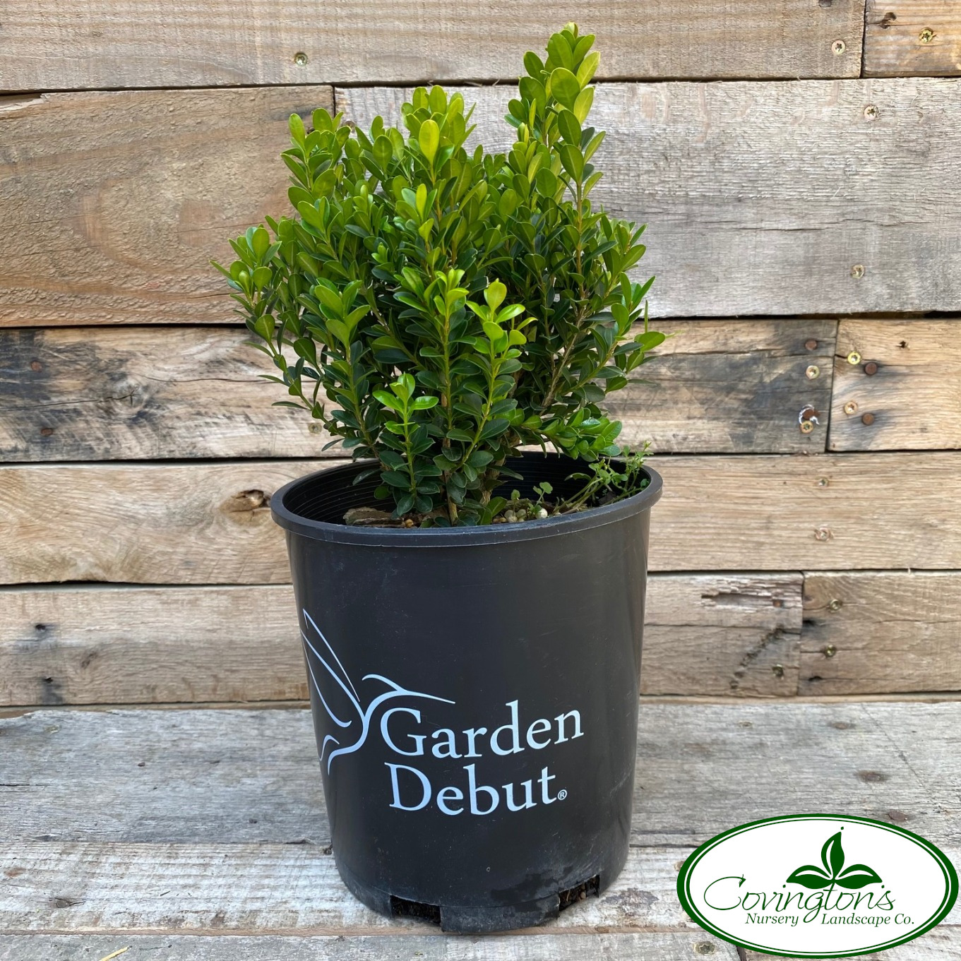 BOXWOOD baby gem™ – Covingtons