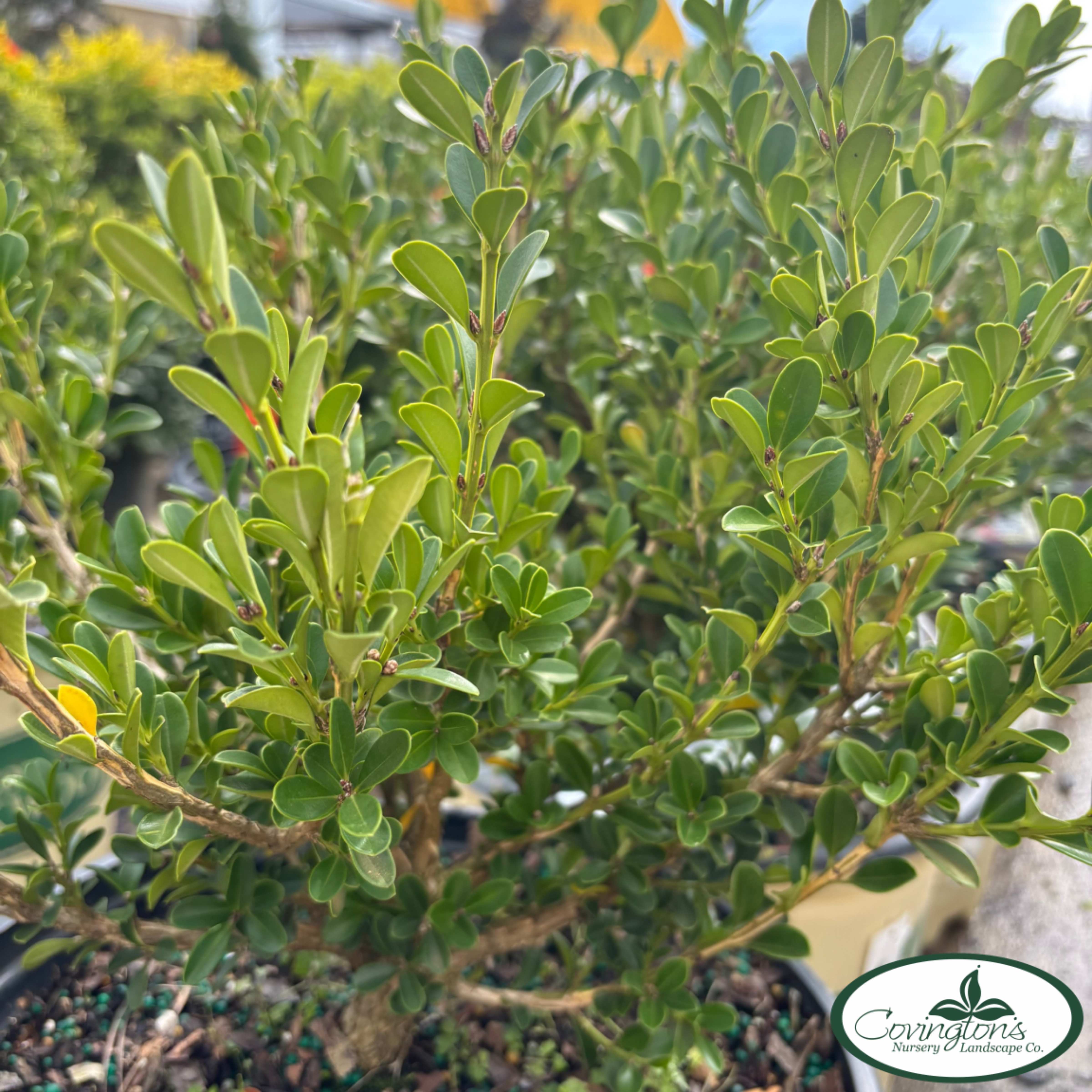 BOXWOOD babylon beauty™ – Covingtons