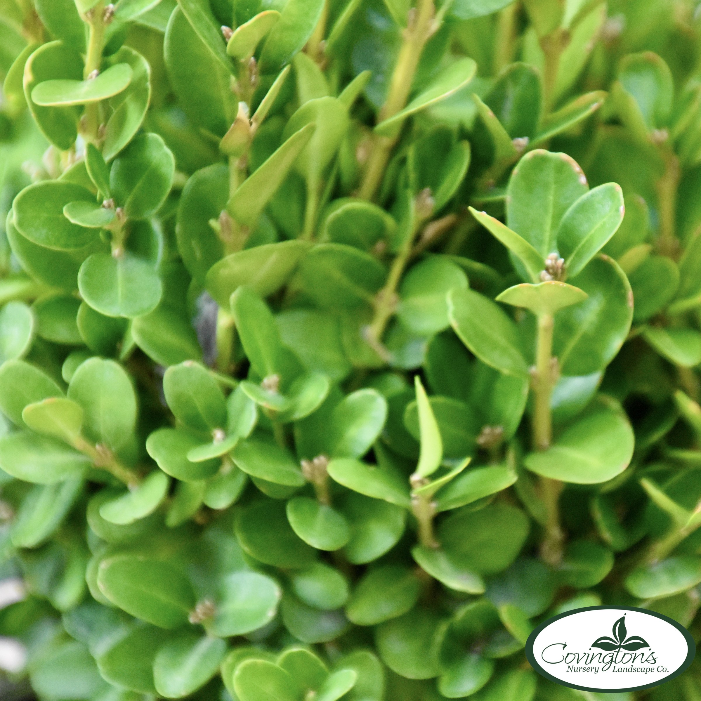 BOXWOOD dwarf english – Covingtons