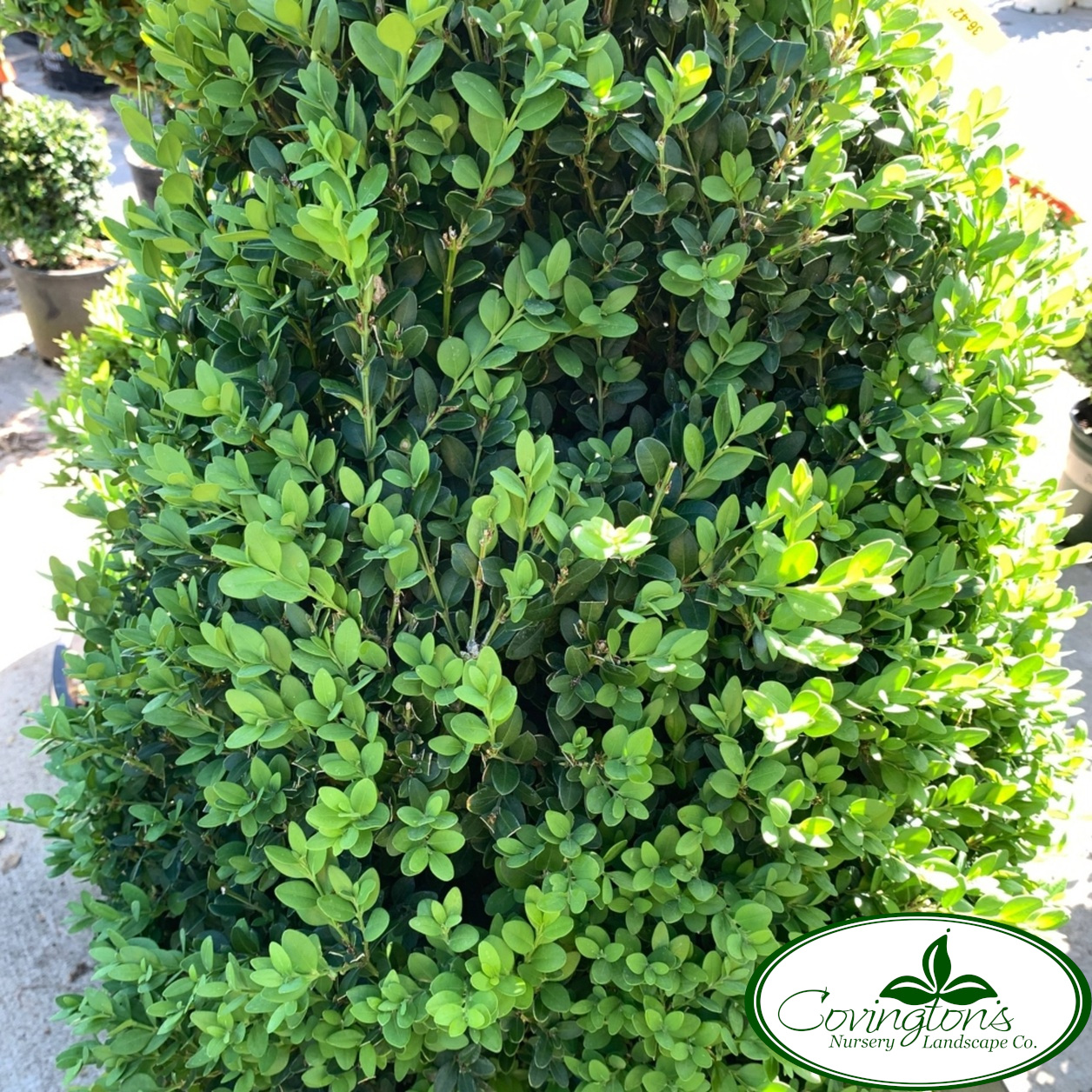 BOXWOOD green mountain – Covingtons