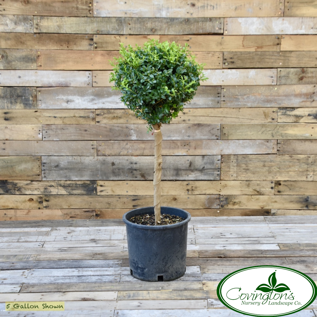 BOXWOOD green mountain patio – Covingtons