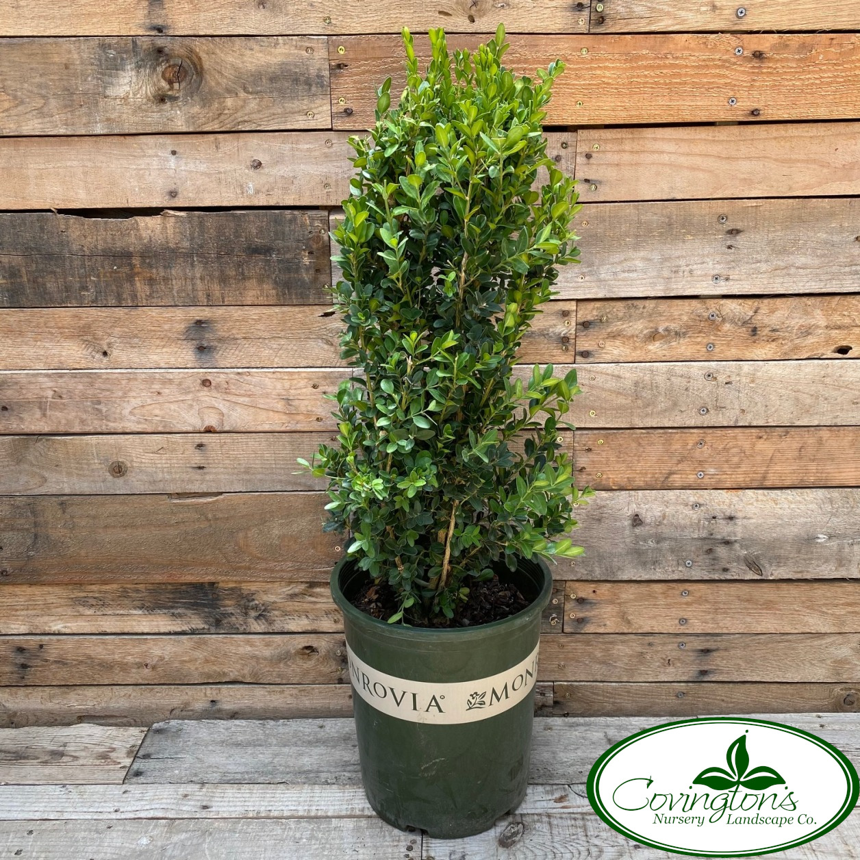 BOXWOOD green tower® – Covingtons