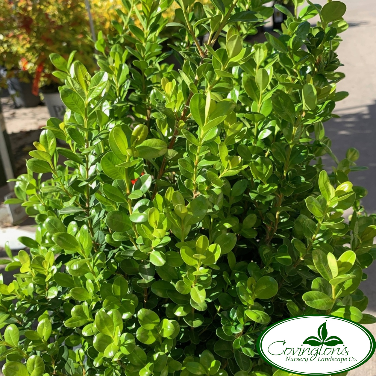 BOXWOOD newgen™ freedom® – Covingtons