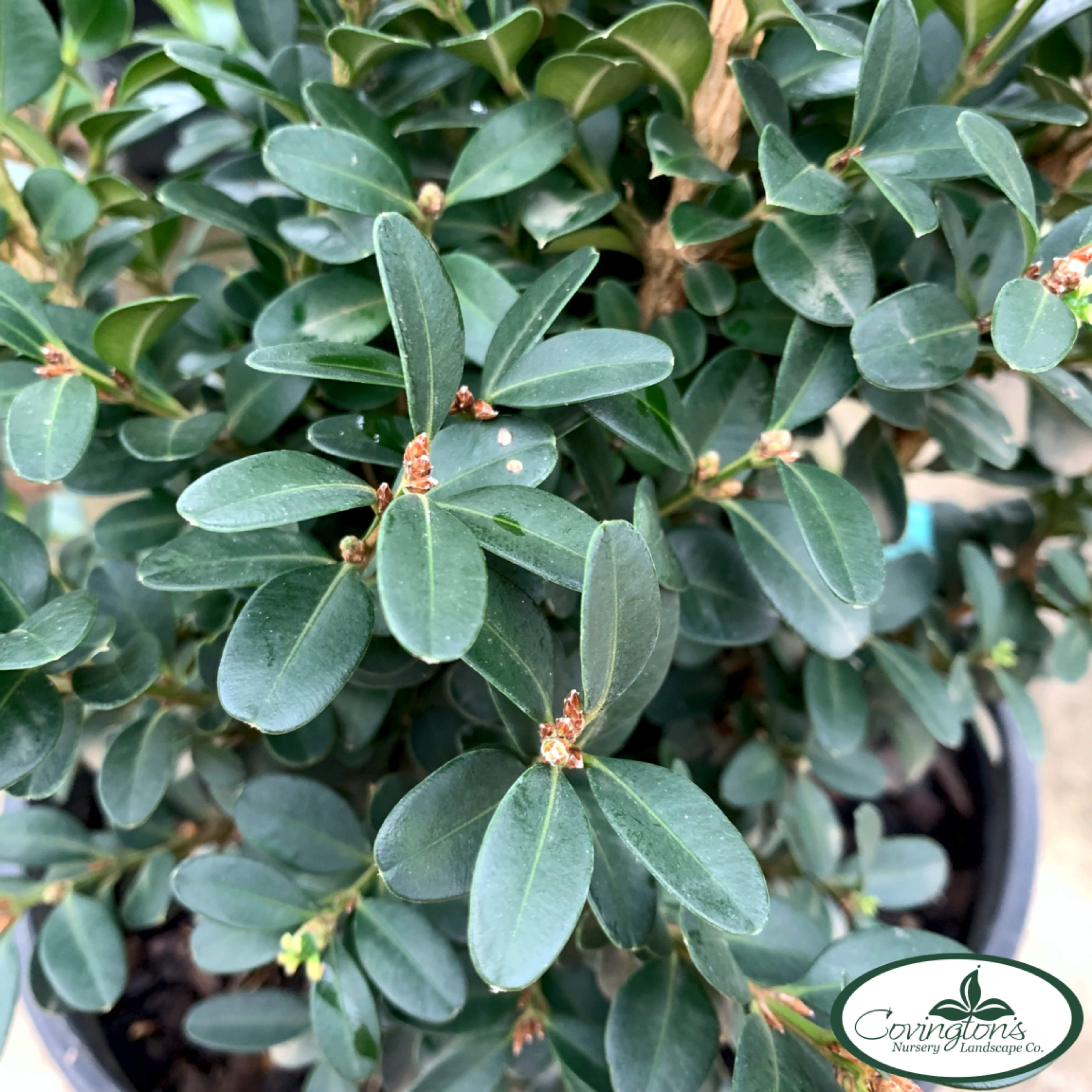 BOXWOOD shadow sentry™ – Covingtons