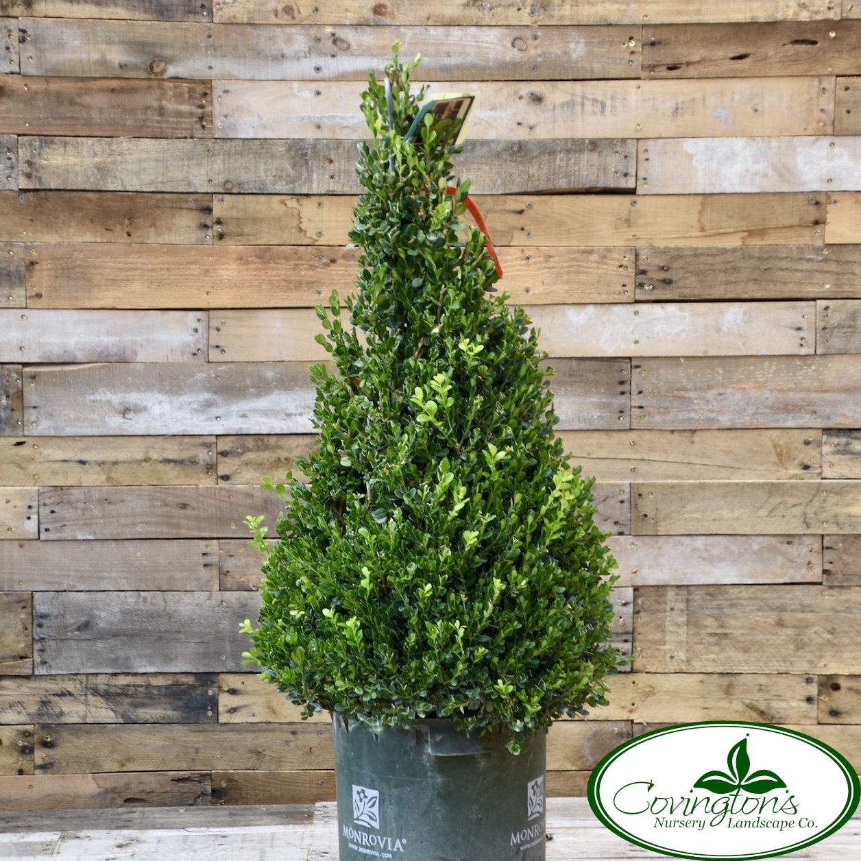 BOXWOOD winter gem cone – Covingtons