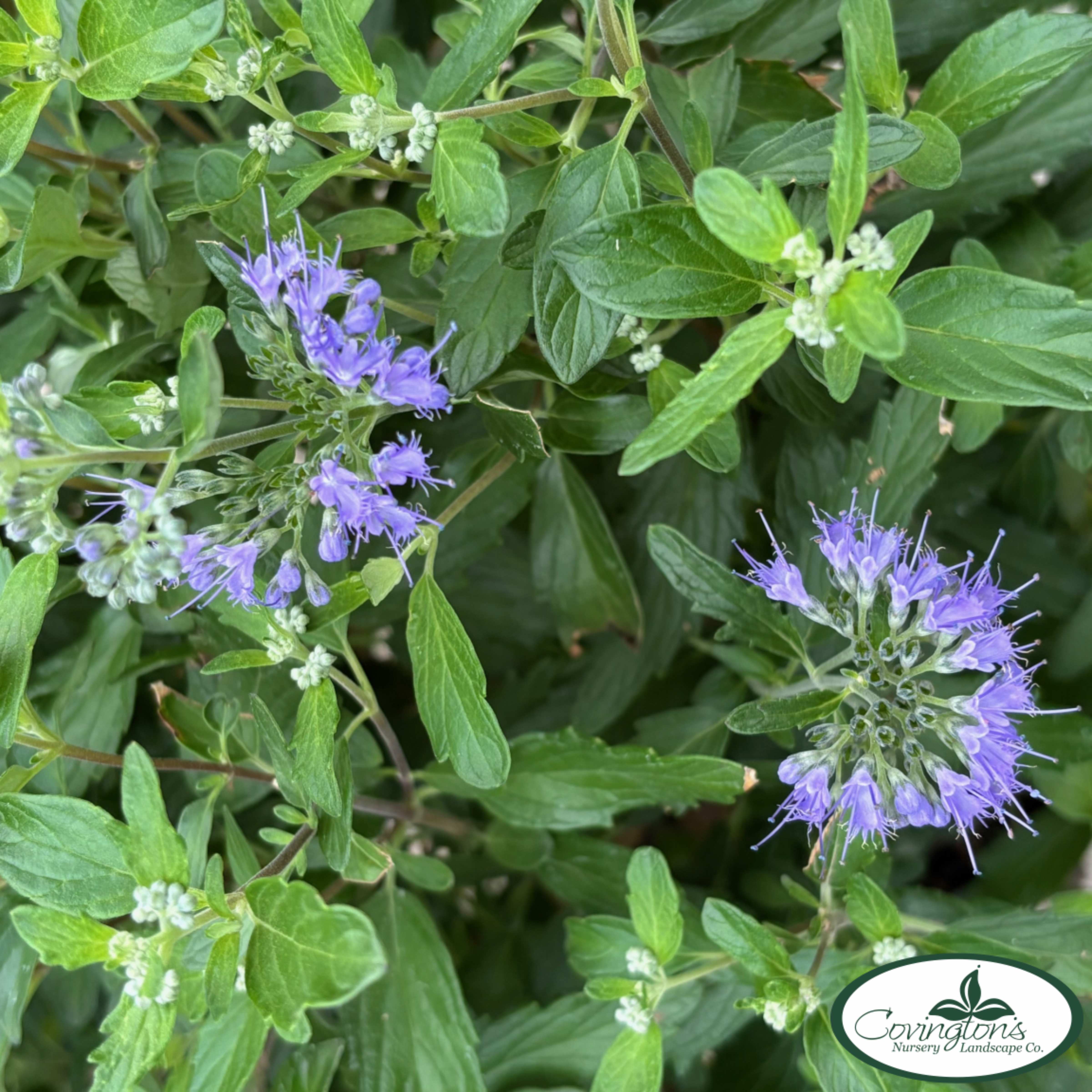 CARYOPTERIS blue balloon® – Covingtons