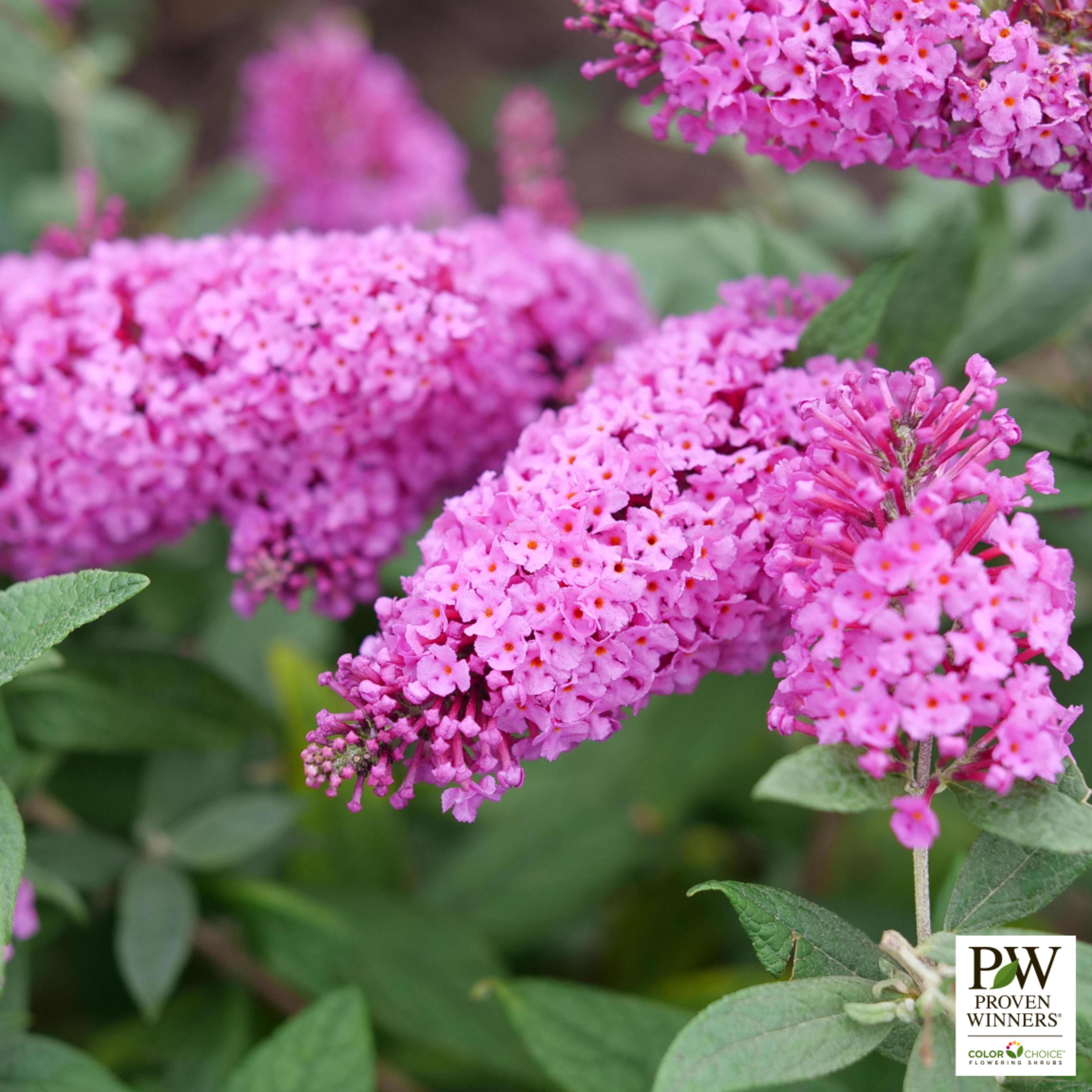 BUTTERFLY BUSH pugster pinker – Covingtons