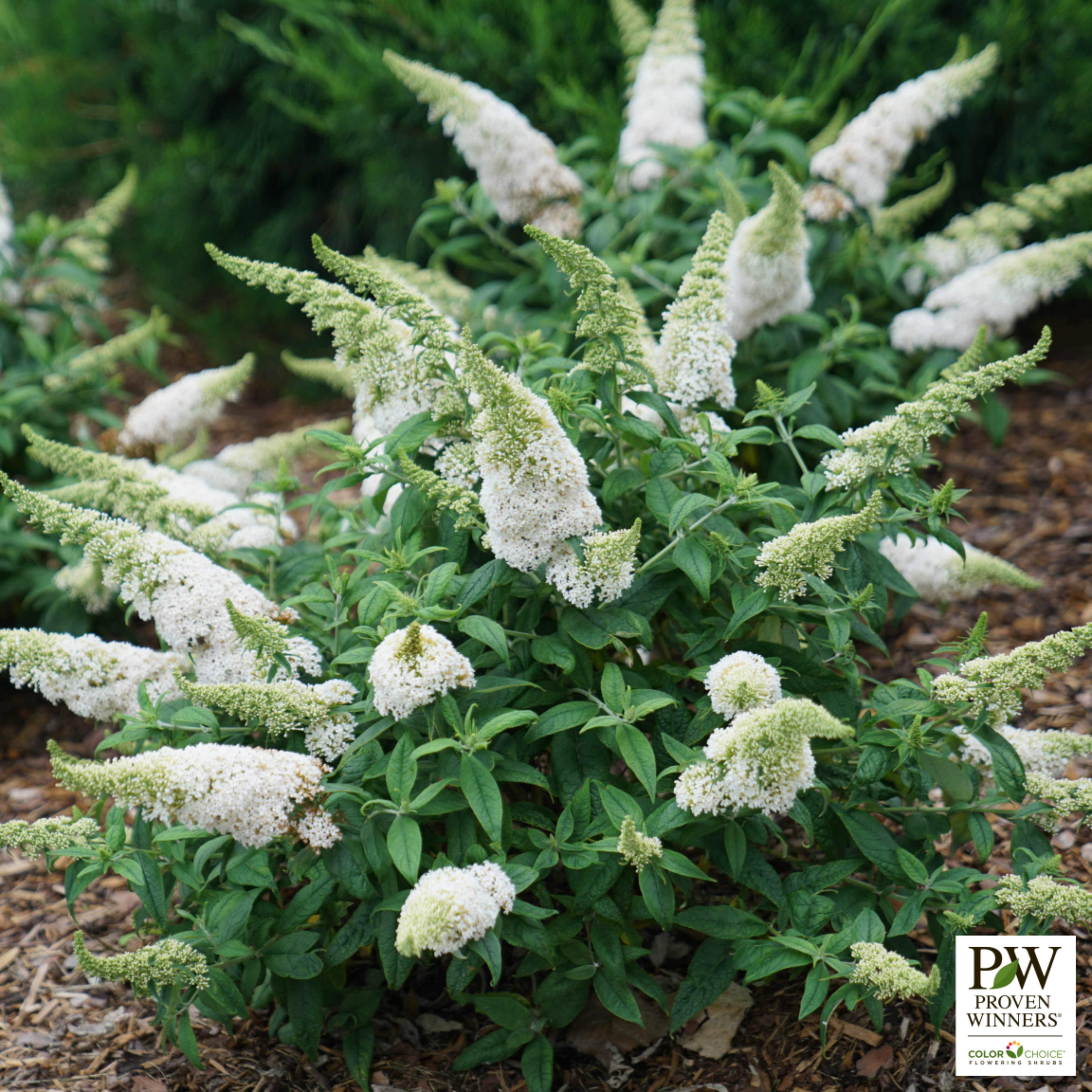 BUTTERFLY BUSH pugster white – Covingtons