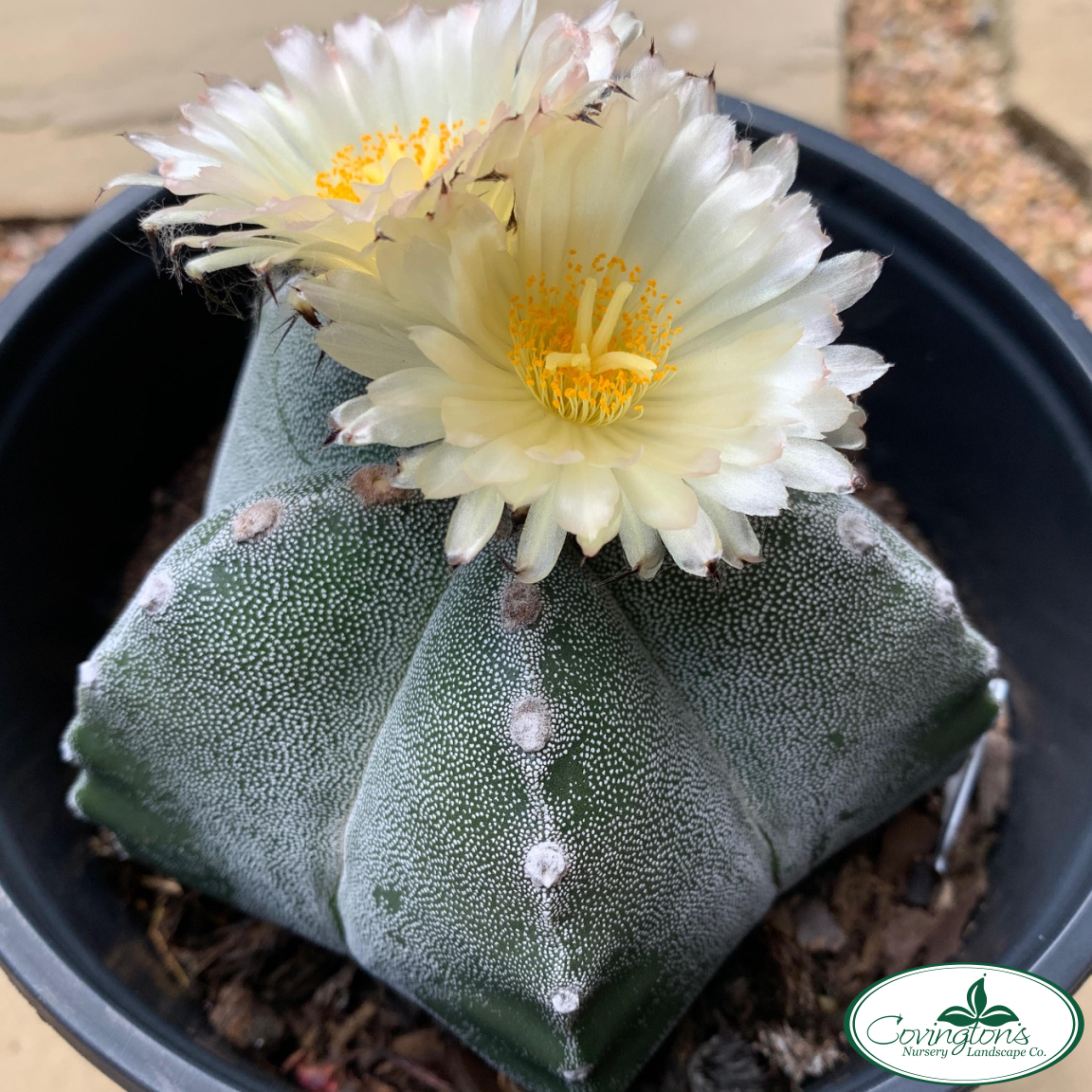 CACTUS bishop’s cap – Covingtons