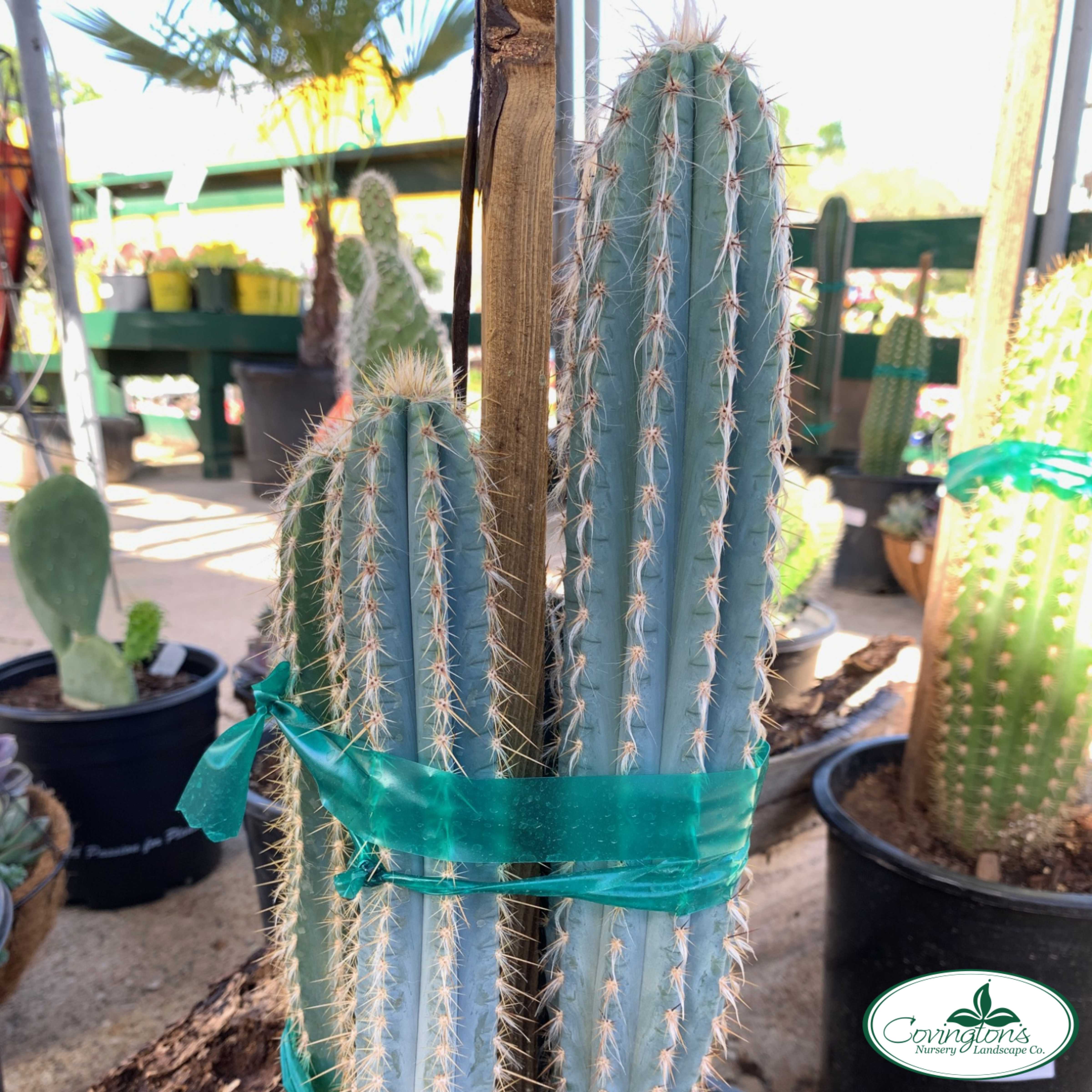 CACTUS blue ghost – Covingtons