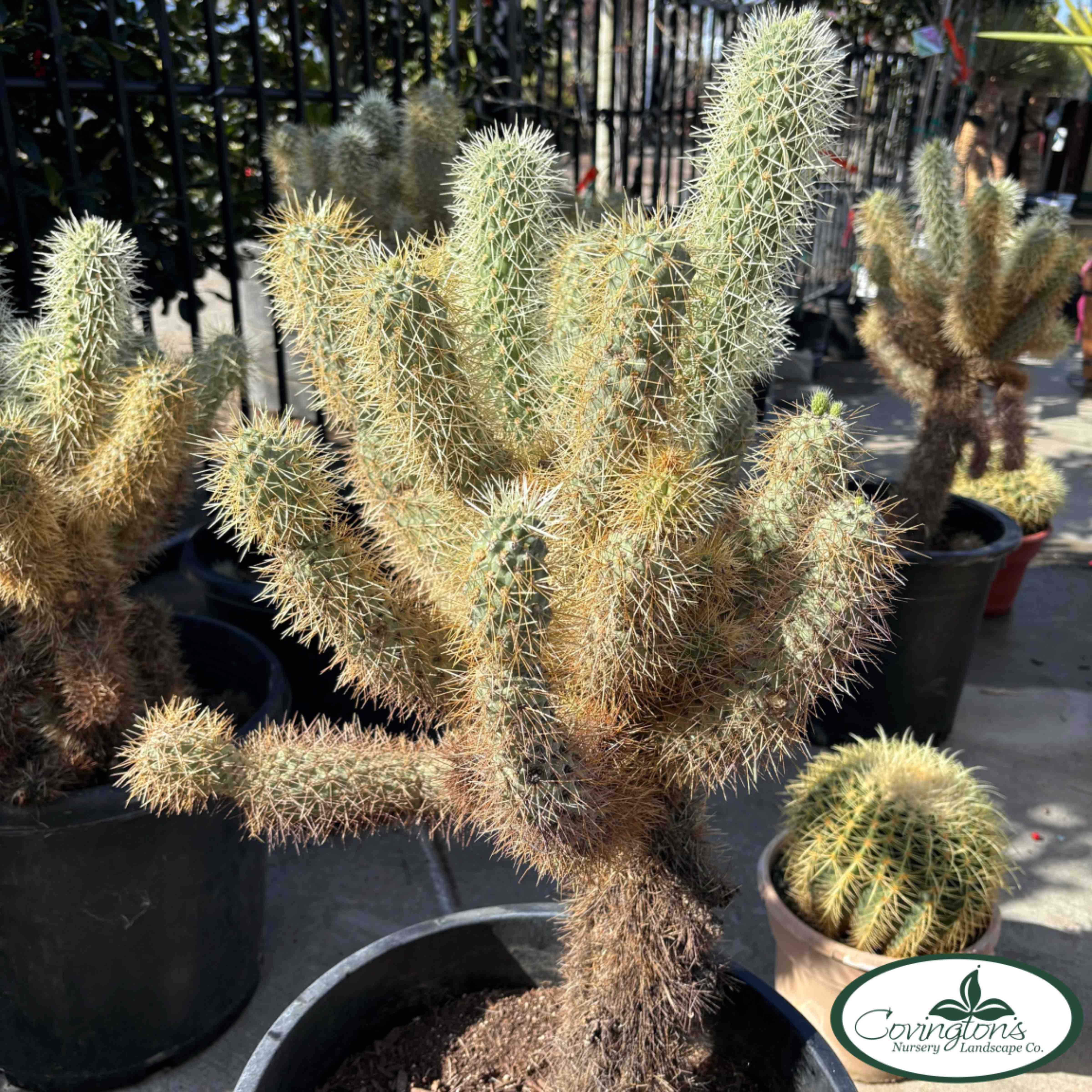 CACTUS cholla teddy bear – Covingtons