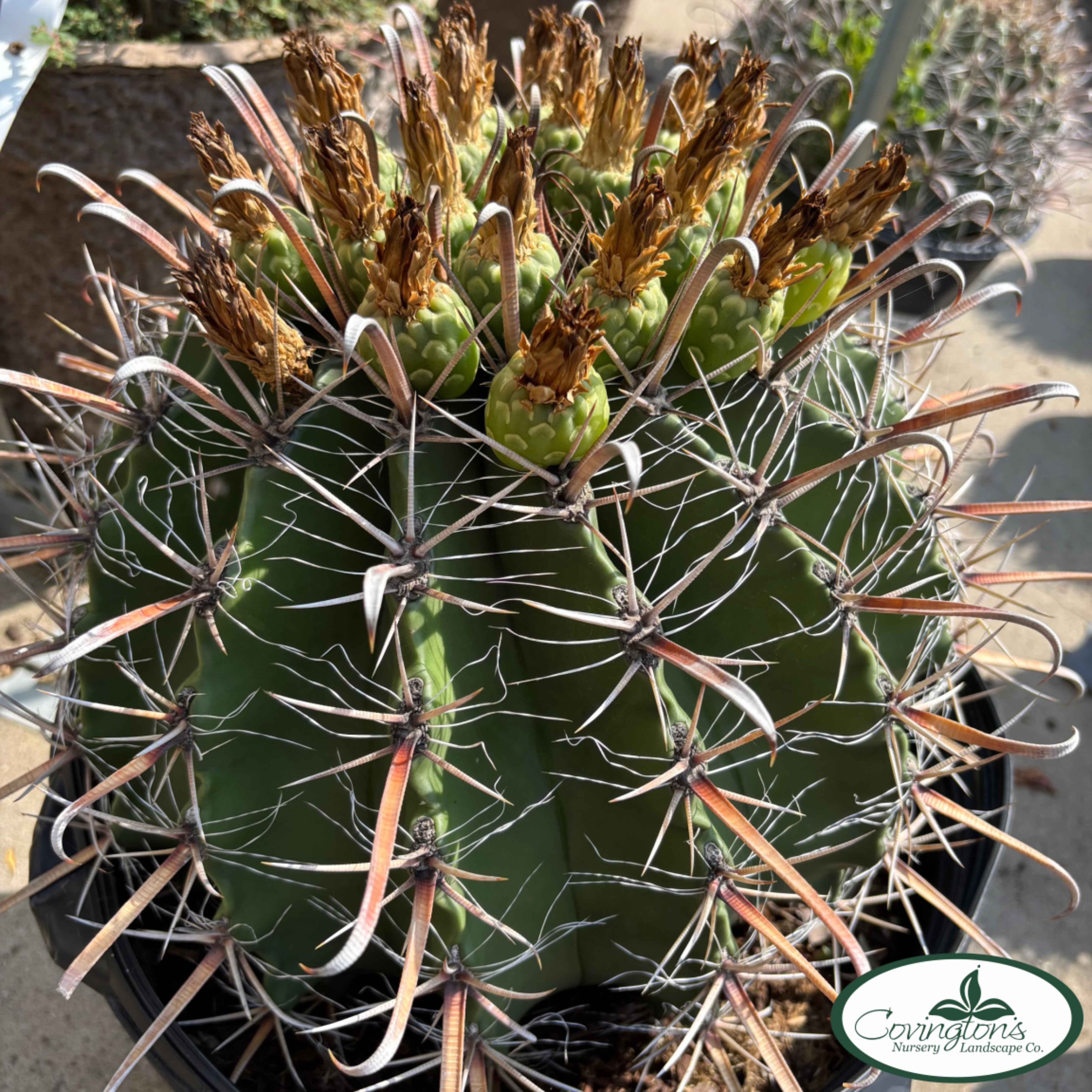 CACTUS fishhook barrel – Covingtons