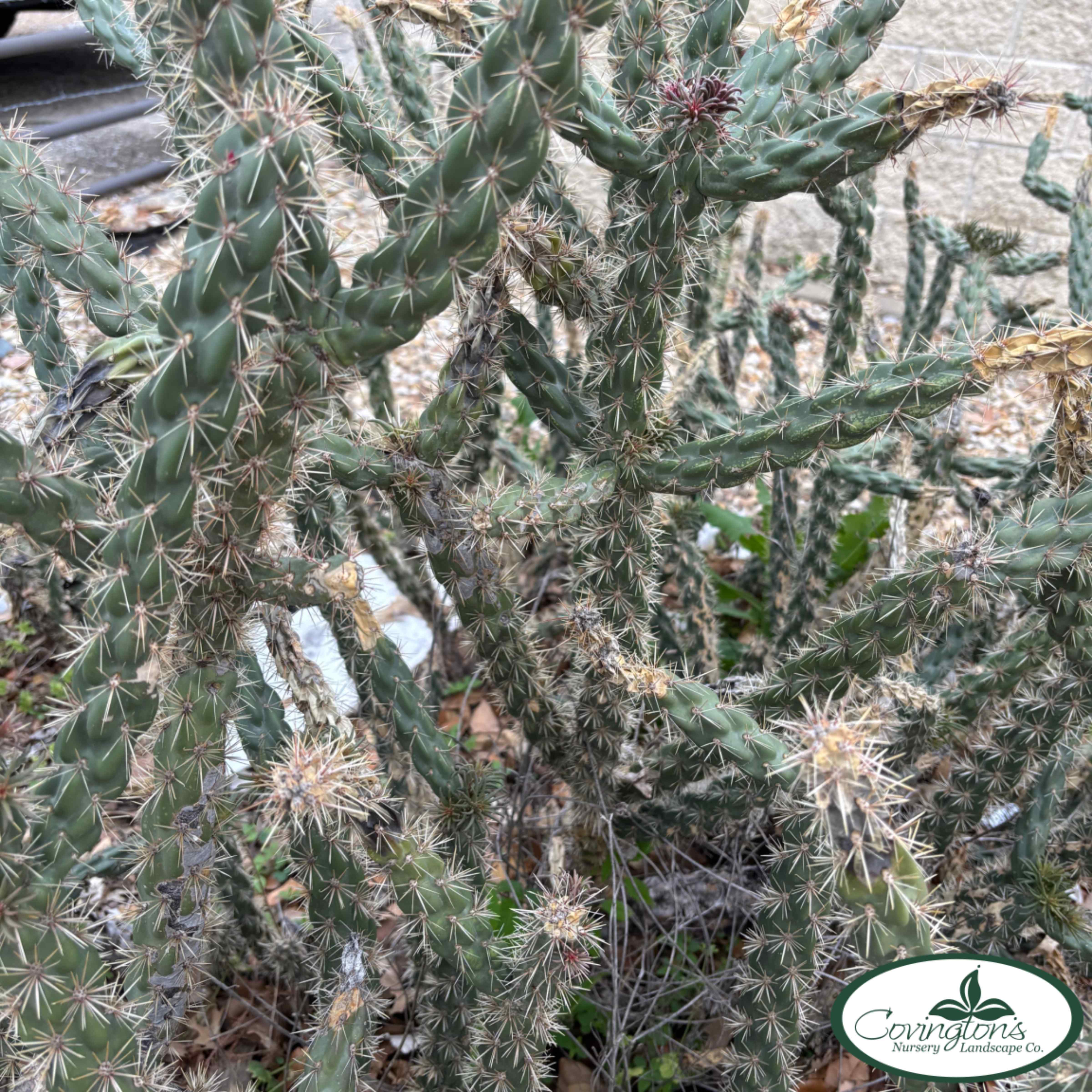 CACTUS tree cholla – Covingtons