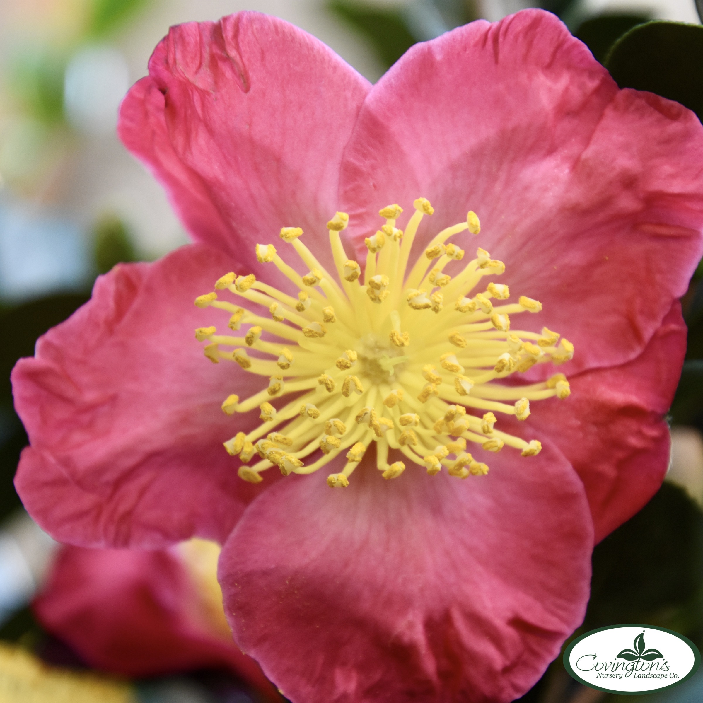 CAMELLIA yuletide patio tree – Covingtons