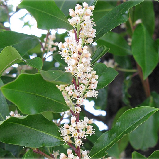 CHERRY LAUREL compacta – Covingtons