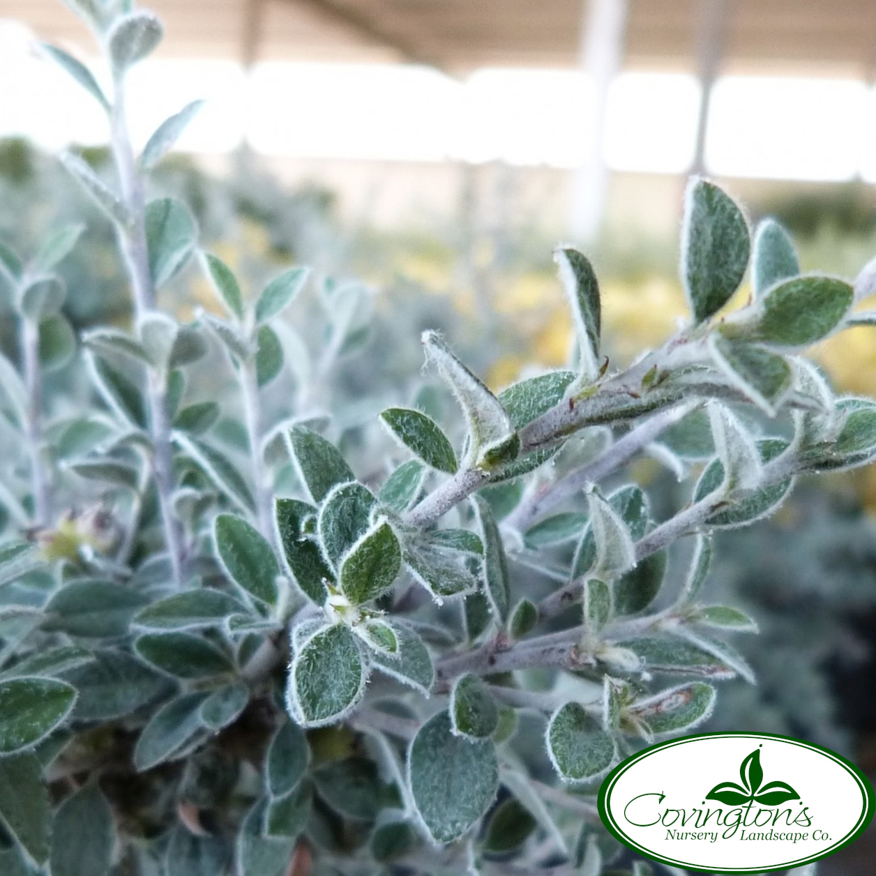 COTONEASTER grey – Covingtons