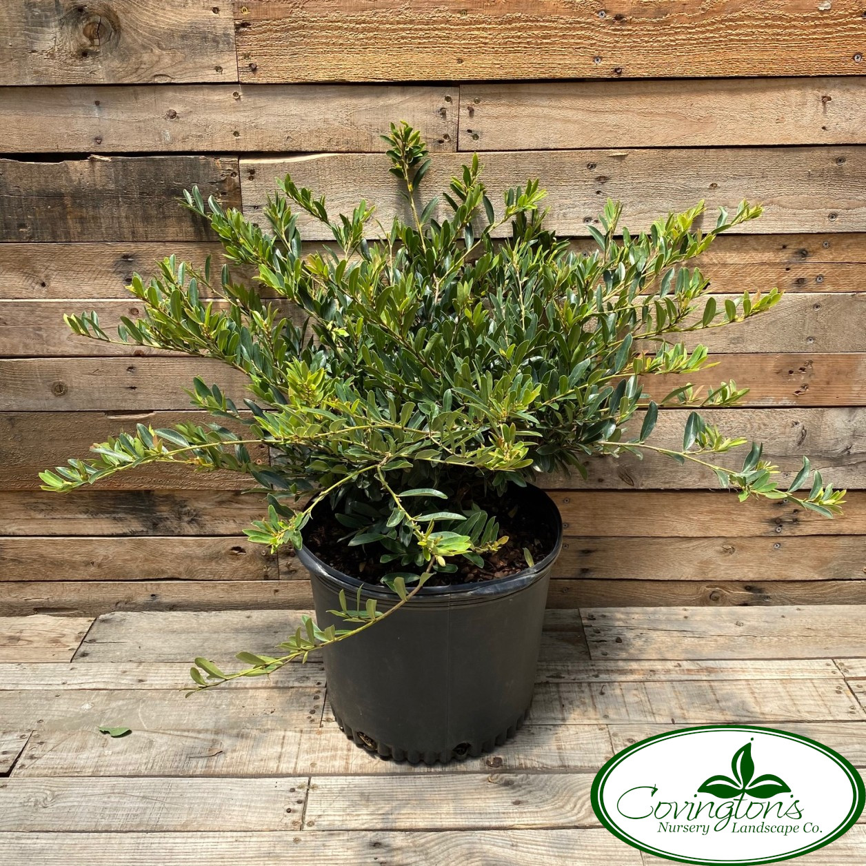 DISTYLIUM cast in bronze® – Covingtons