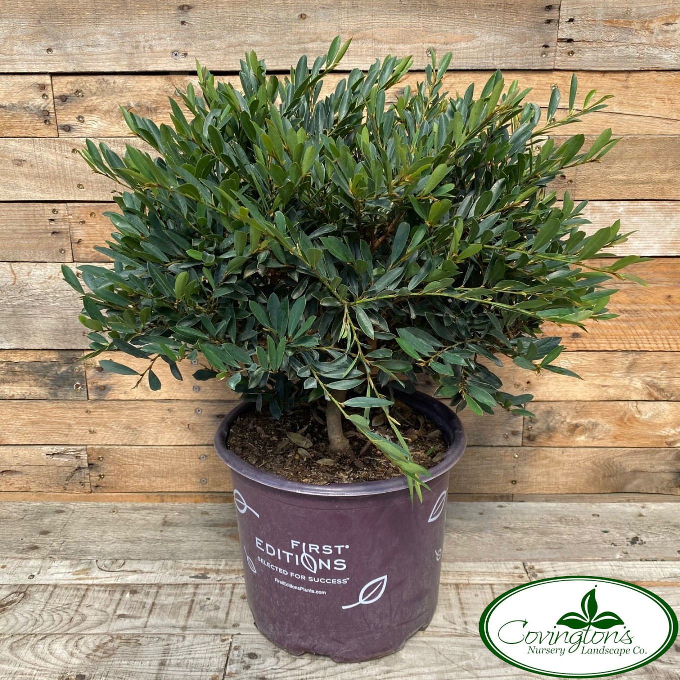 DISTYLIUM cinnamon girl® – Covingtons