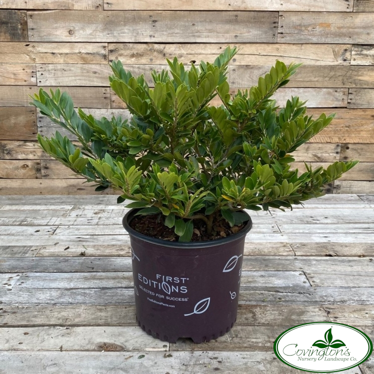 DISTYLIUM coppertone™ – Covingtons