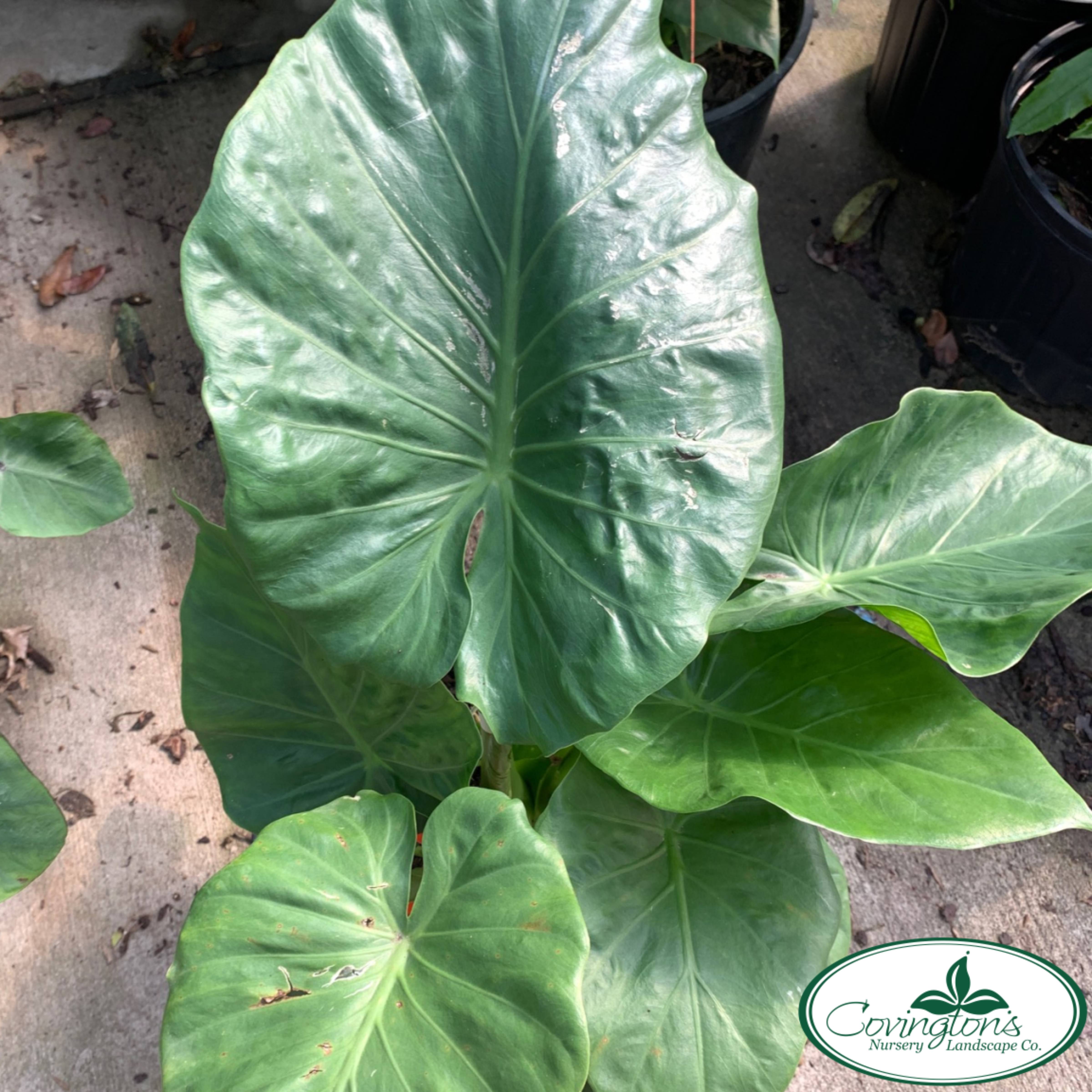 ELEPHANT EAR calidora – Covingtons