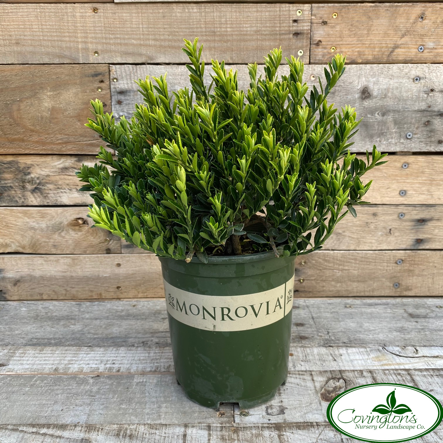 EUONYMUS dwarf boxleaf – Covingtons