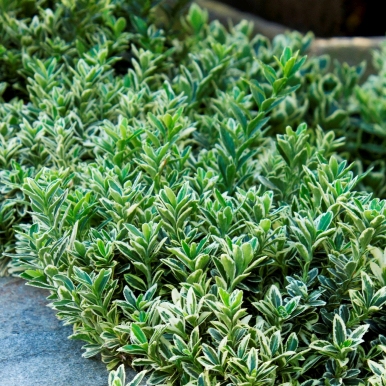 EUONYMUS dwarf var. boxleaf – Covingtons