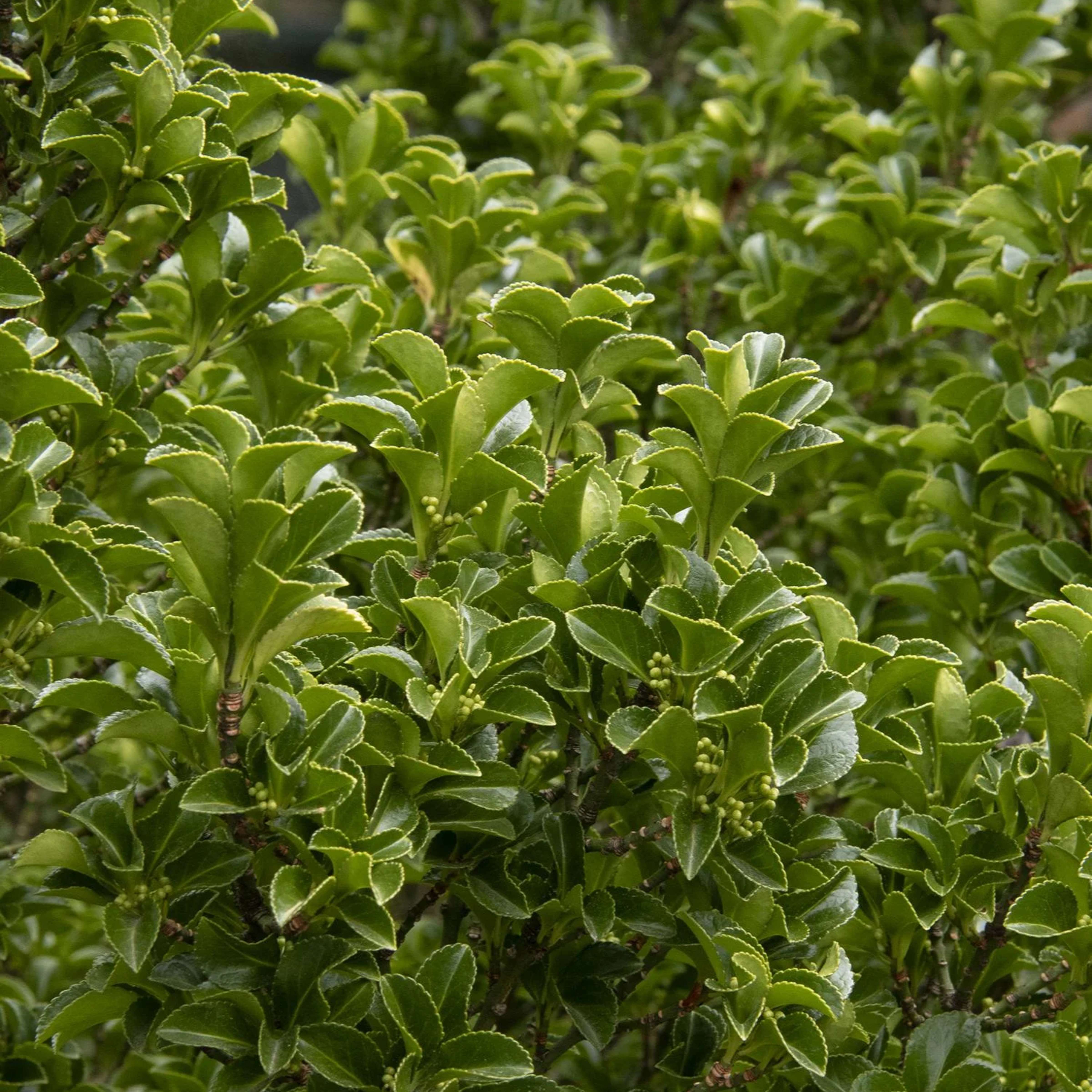 EUONYMUS green spire – Covingtons