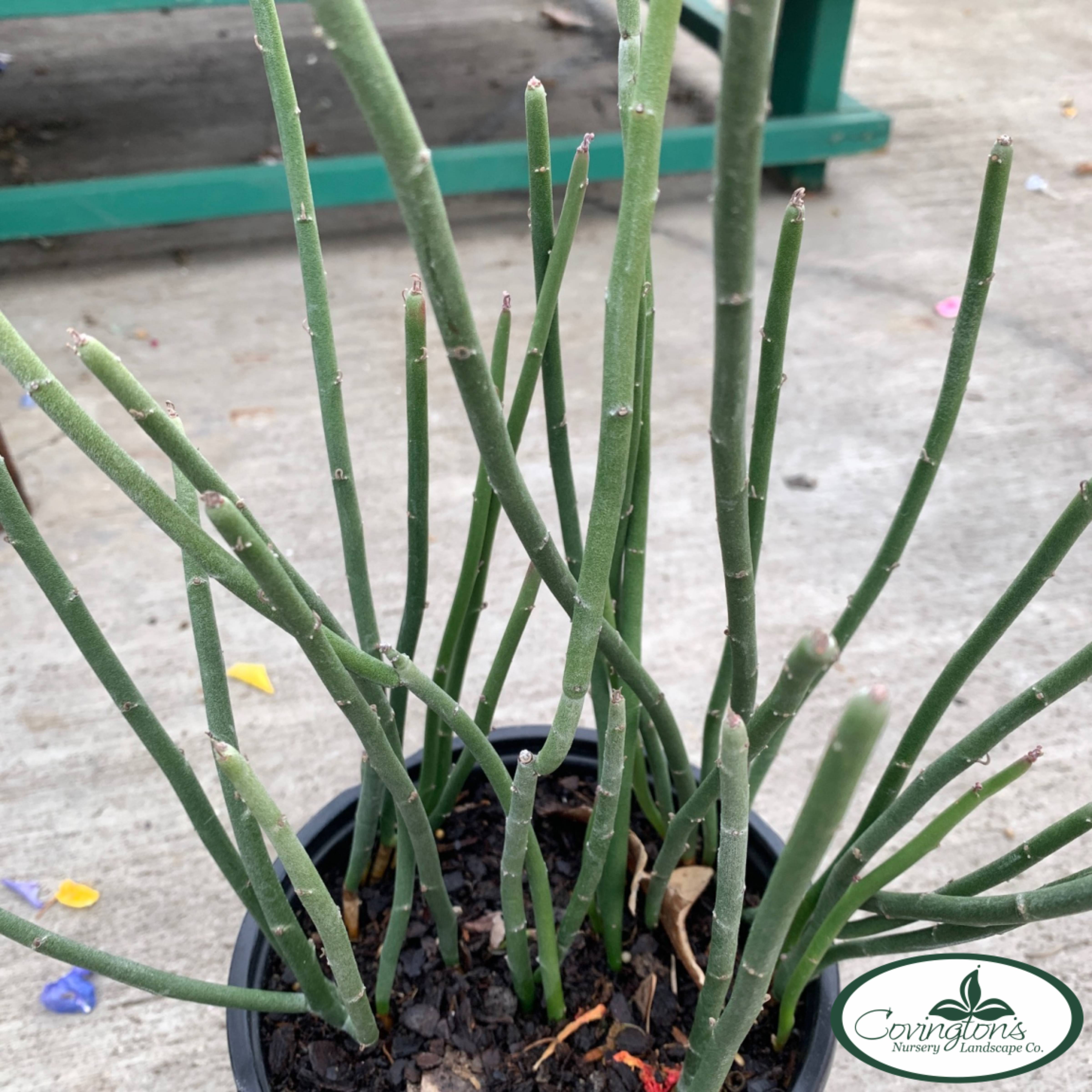 EUPHORBIA candelilla – Covingtons