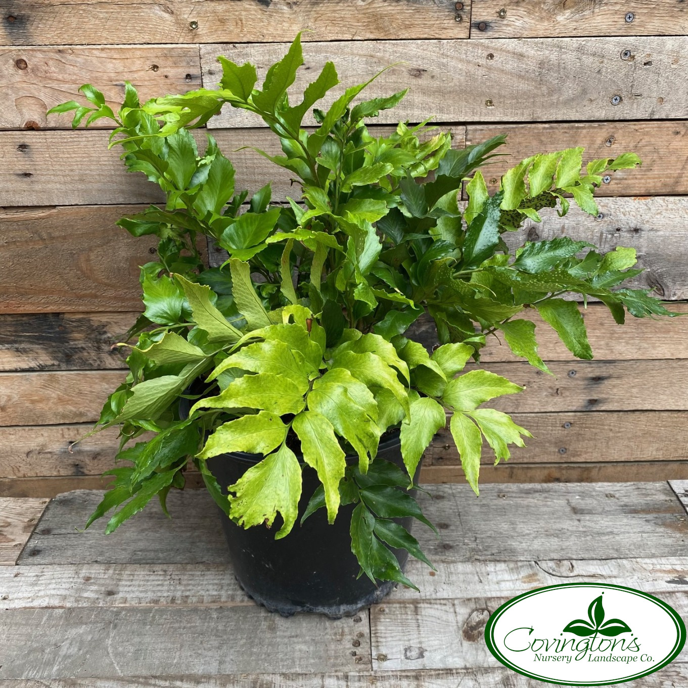 FERN holly – Covingtons