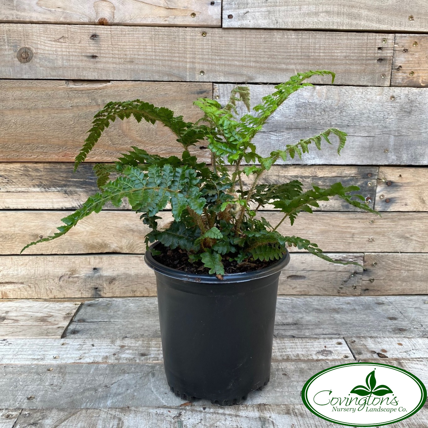 FERN korean rock – Covingtons