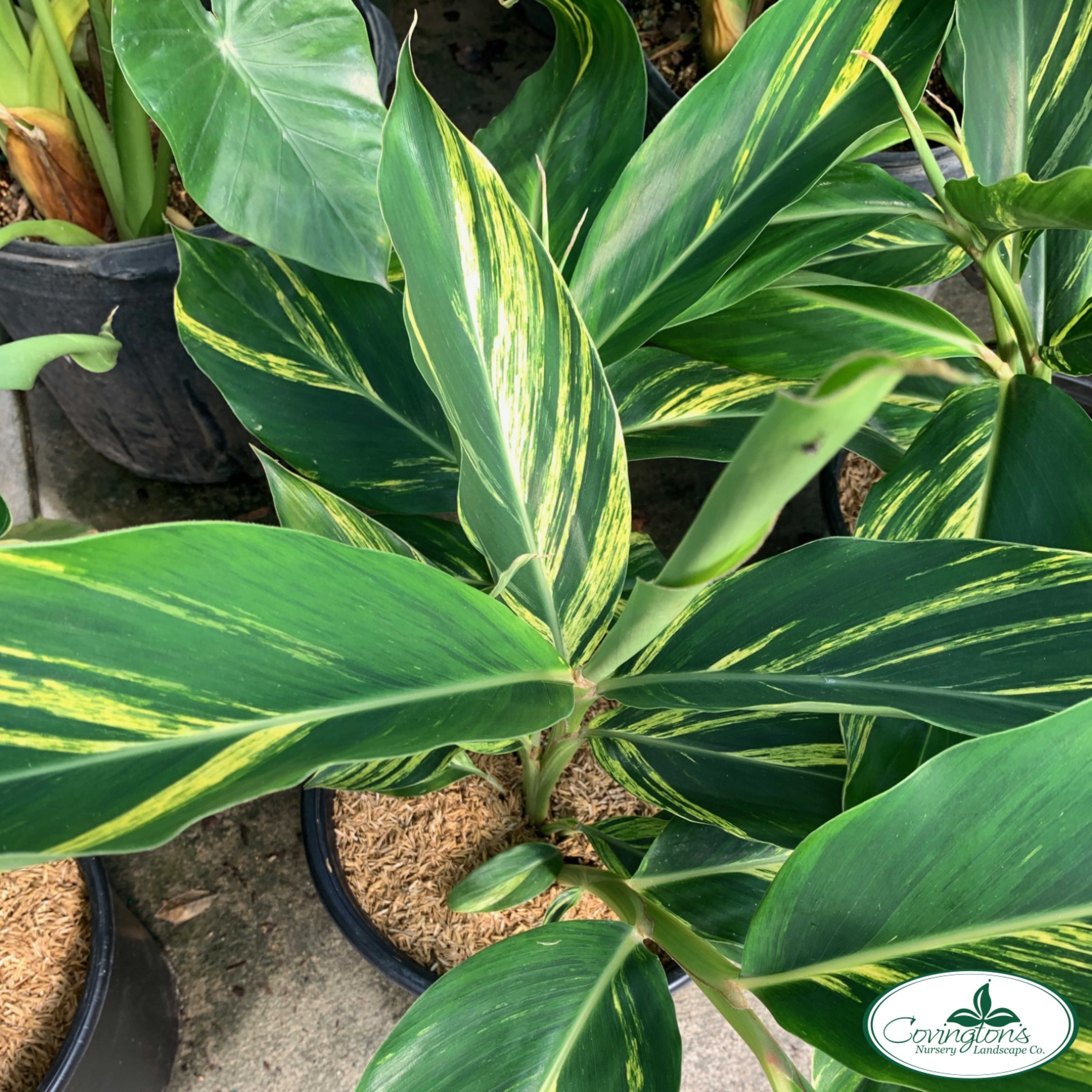 GINGER variegated – Covingtons