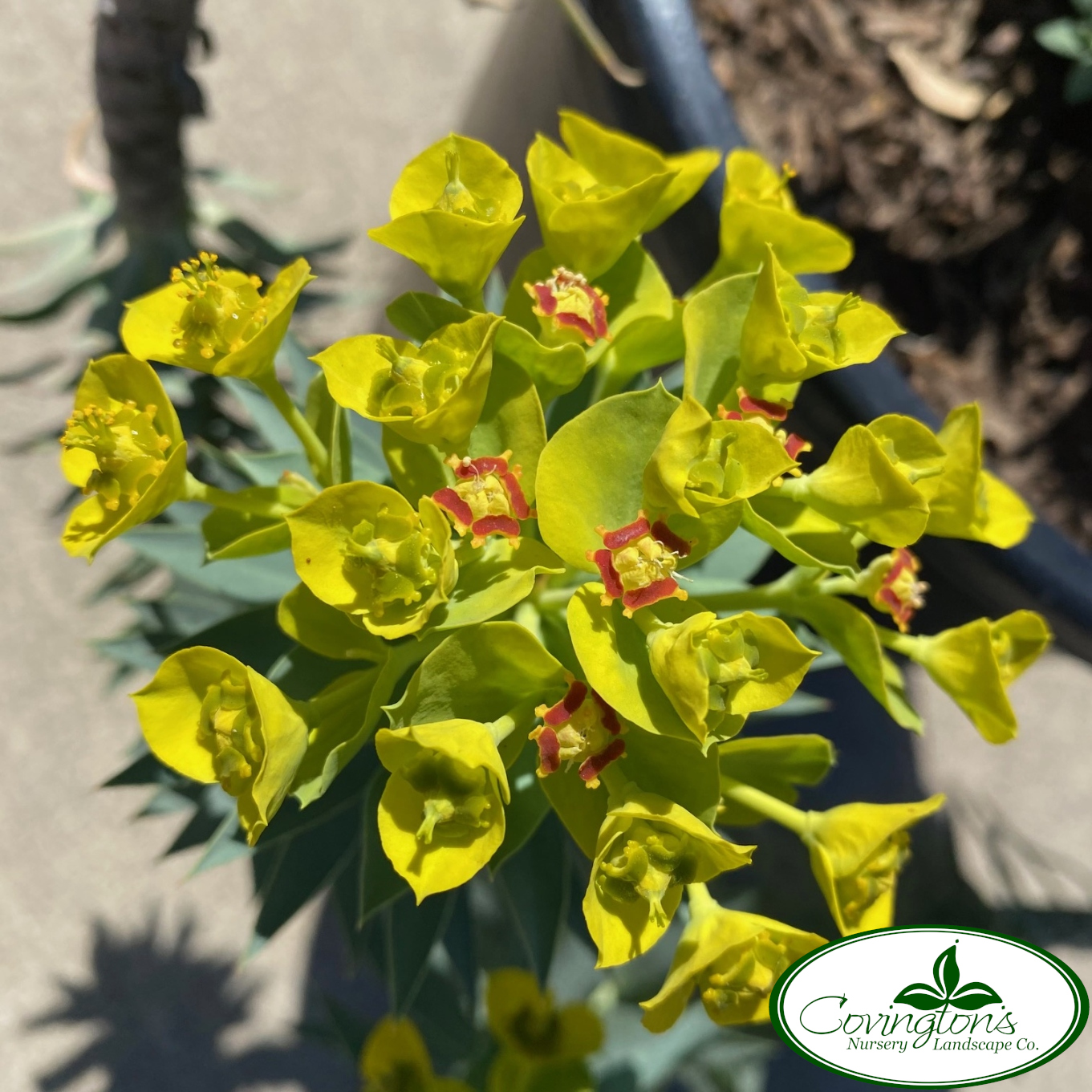 GOPHER PLANT – Covingtons