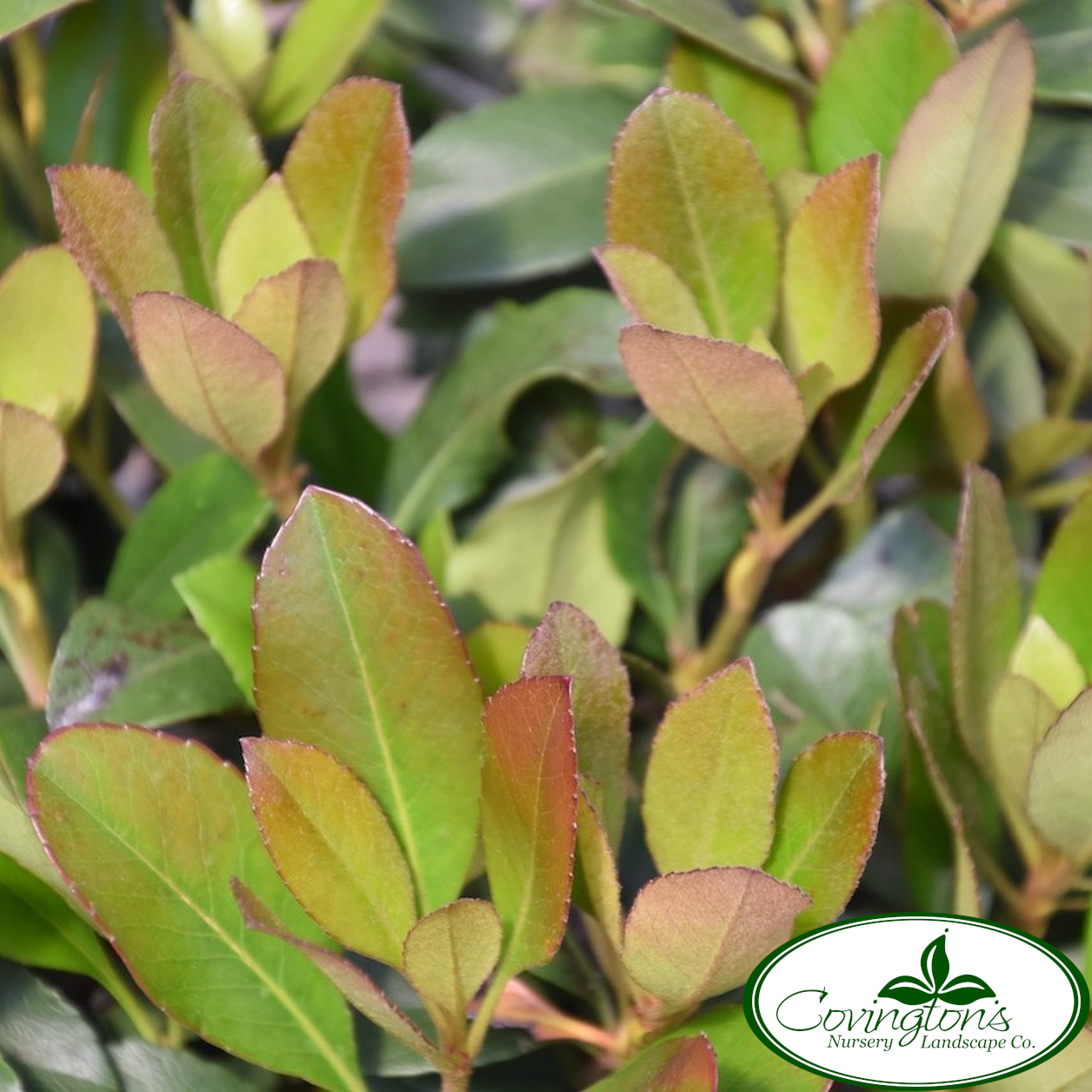 HAWTHORN clara – Covingtons