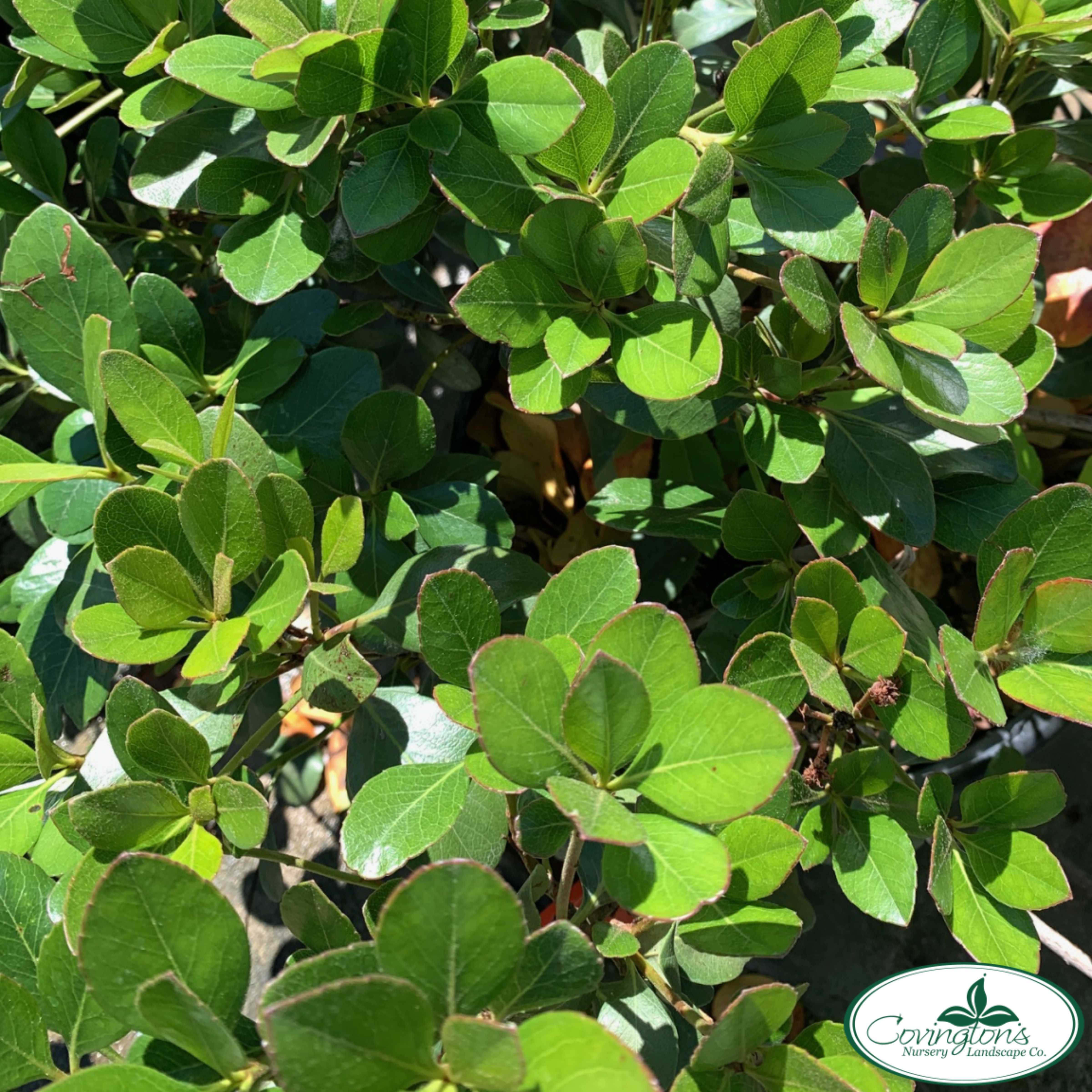 HAWTHORN clean sweep snowbank – Covingtons